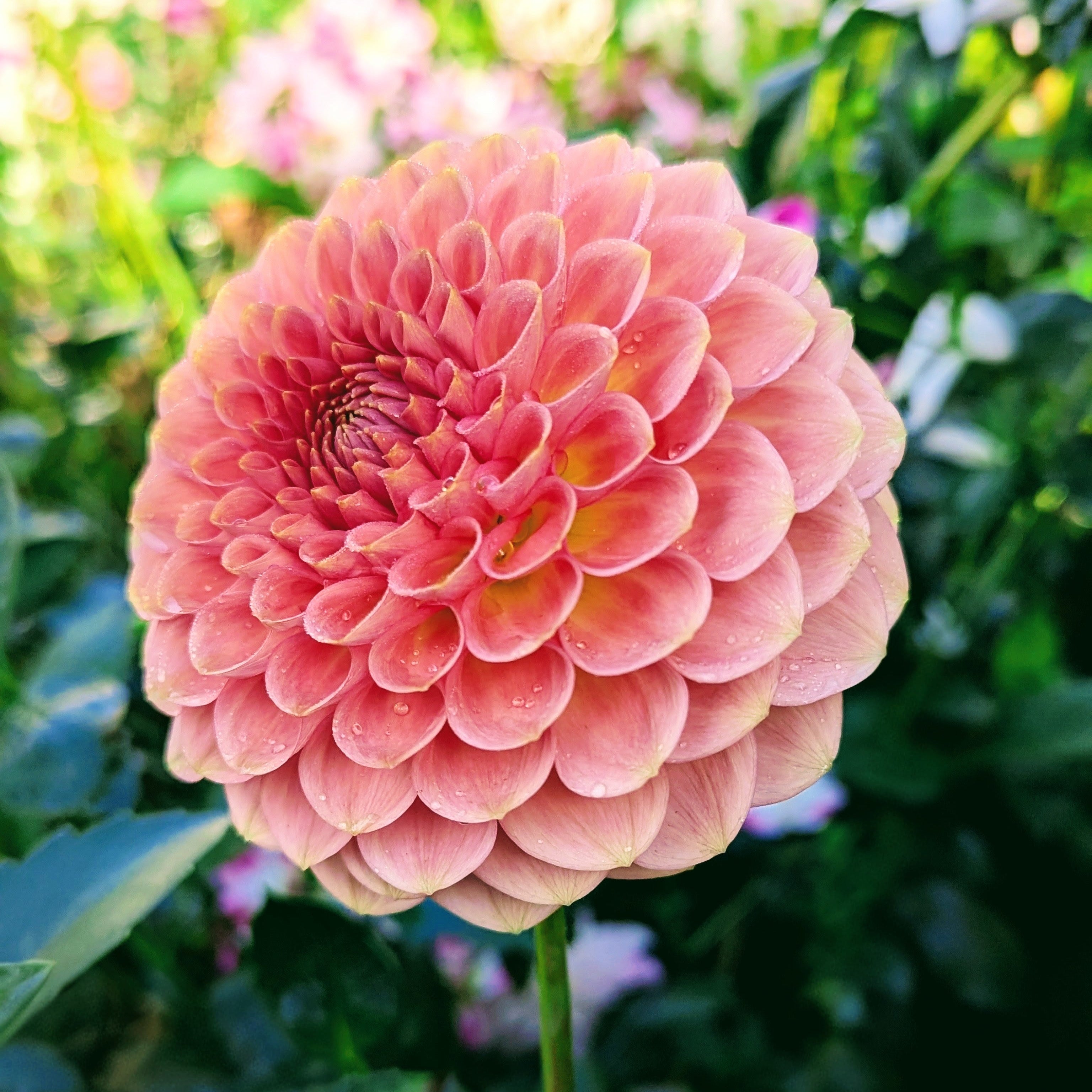 20th Ave Softer Peach – Good Life Dahlias