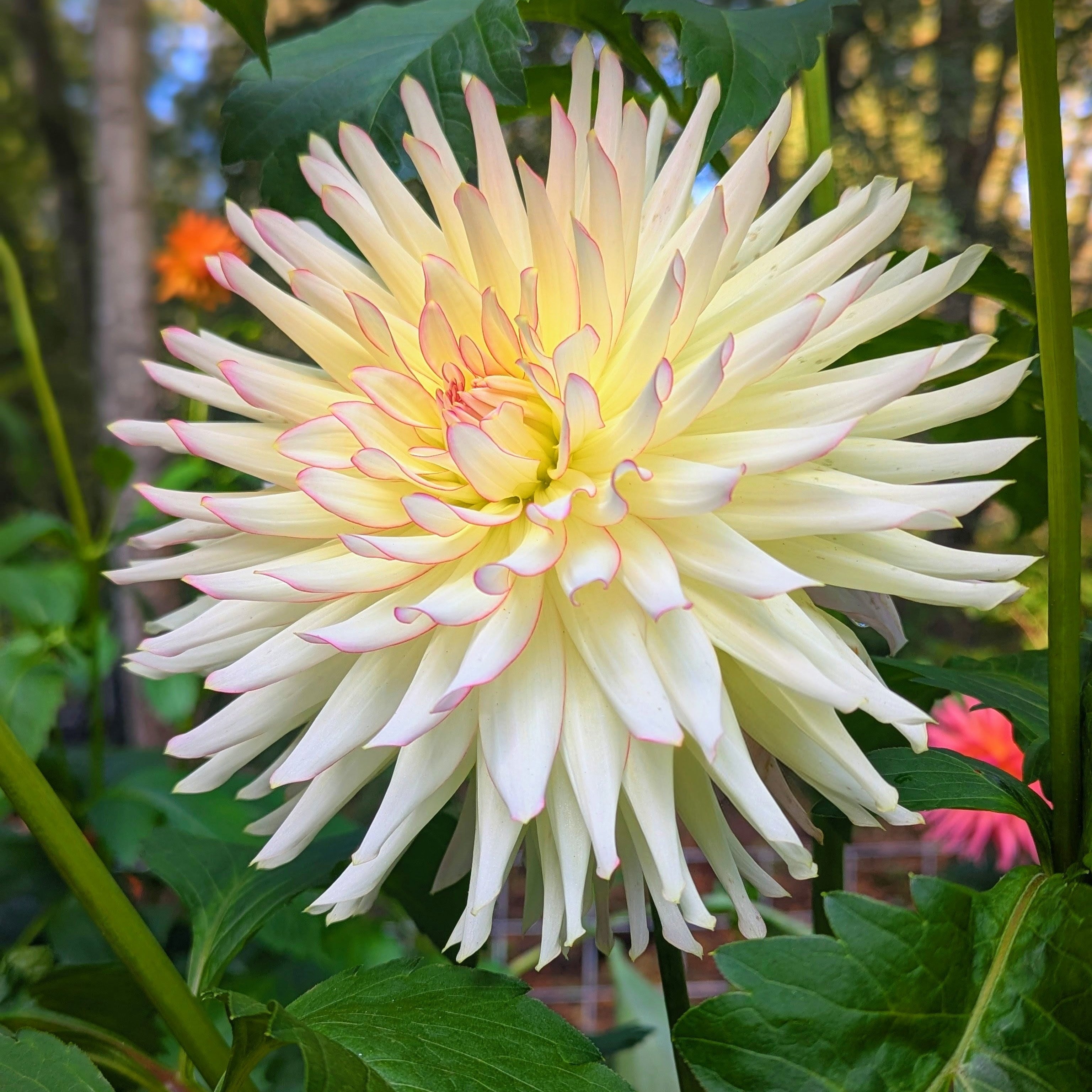 AC Outlander – Good Life Dahlias