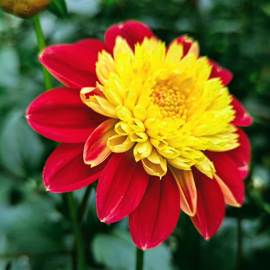 Shop All 2025 Varieties – Good Life Dahlias