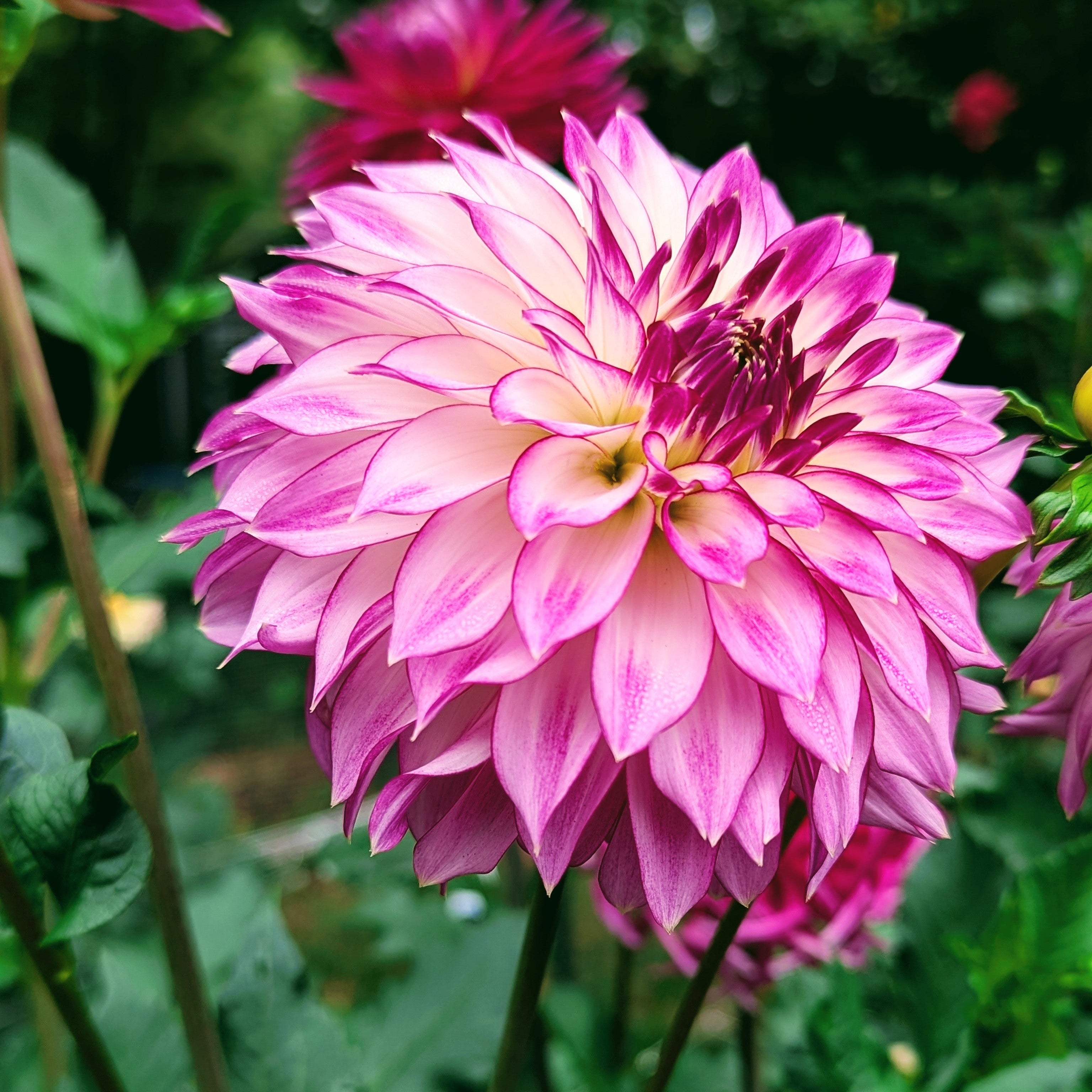 Bloomquist Jody Lynn – Good Life Dahlias