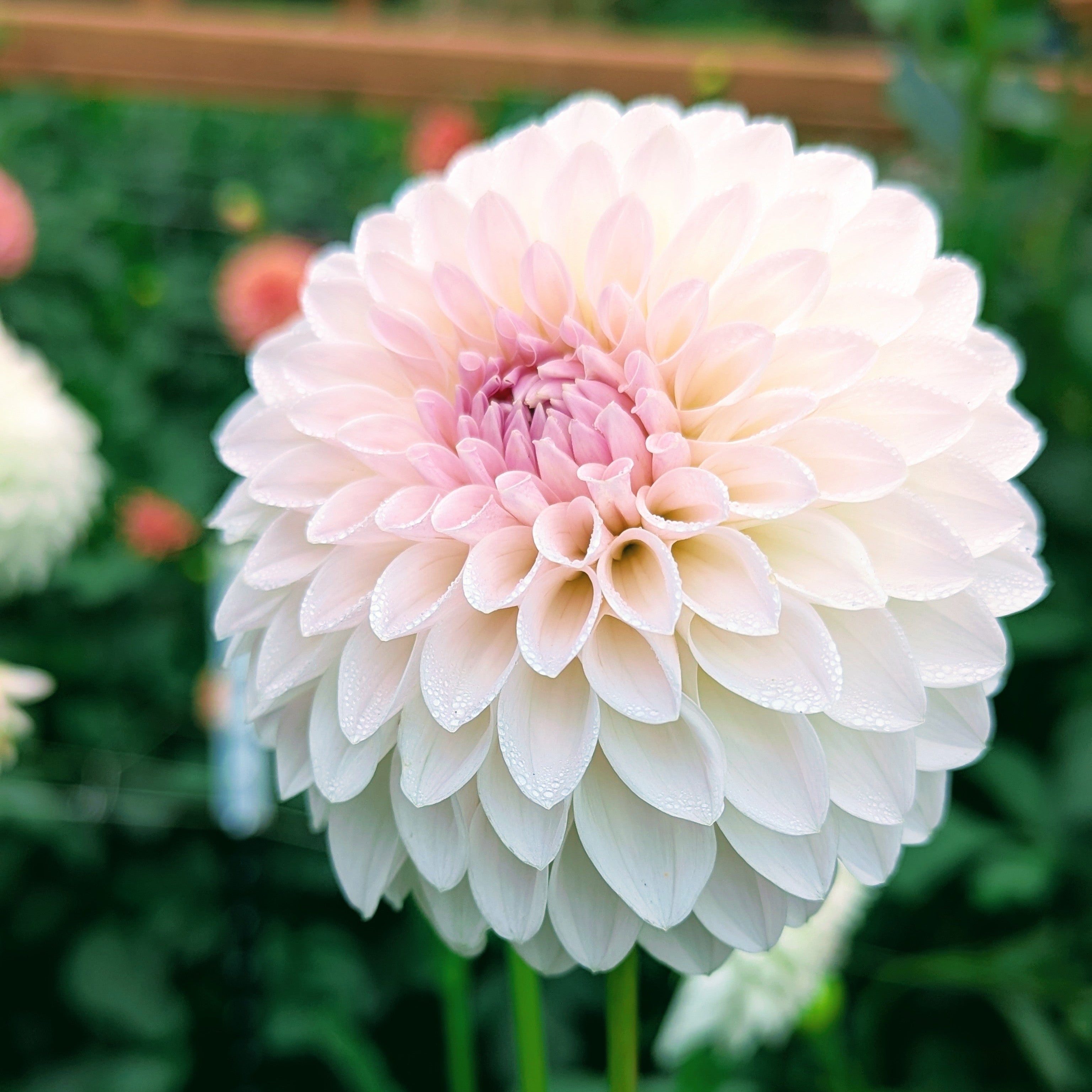 Bloomquist Tory P – Good Life Dahlias