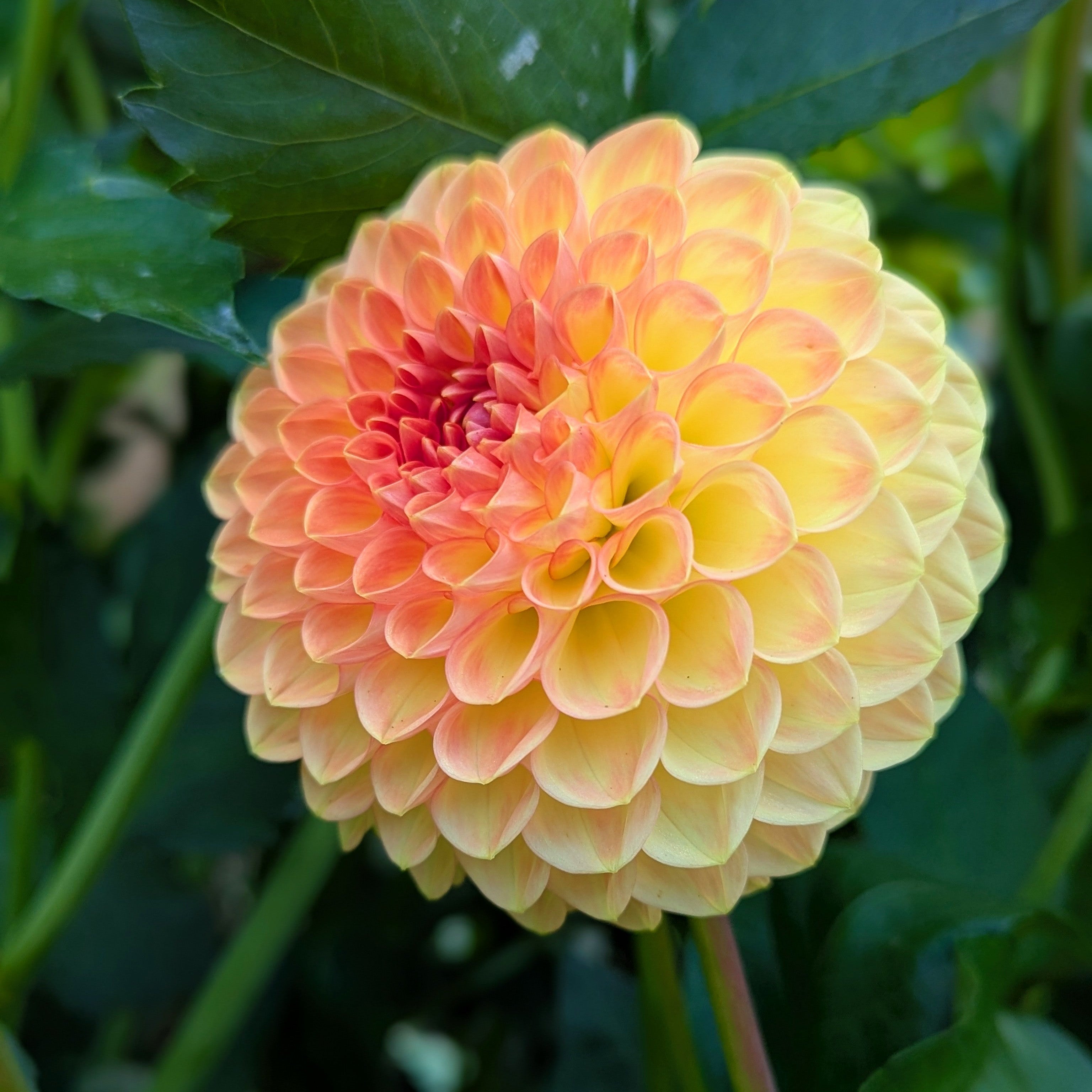 Blyton Softer Gleam – Good Life Dahlias