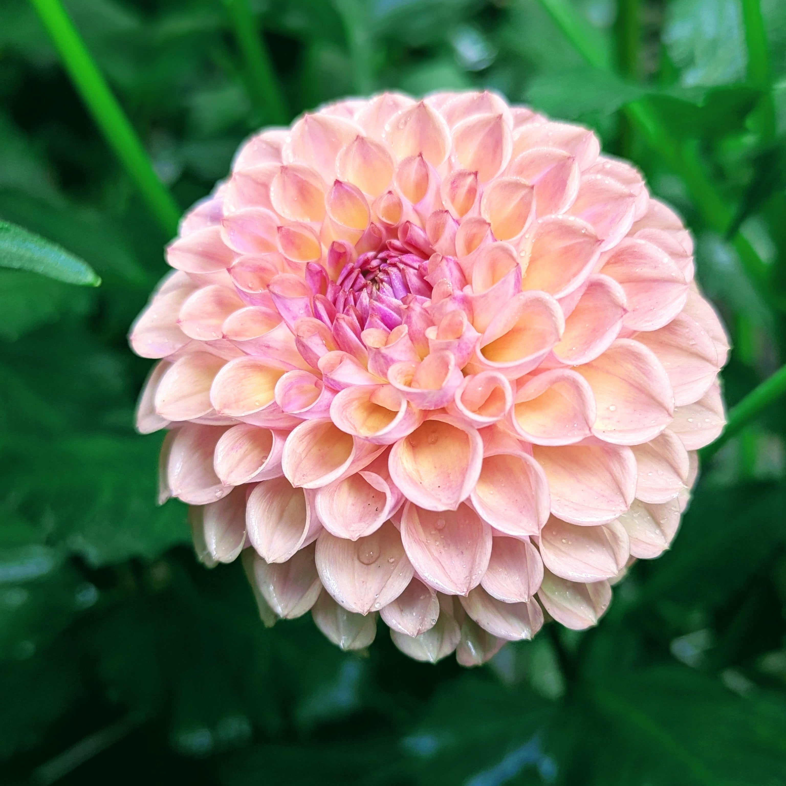 Bracken Rose – Good Life Dahlias