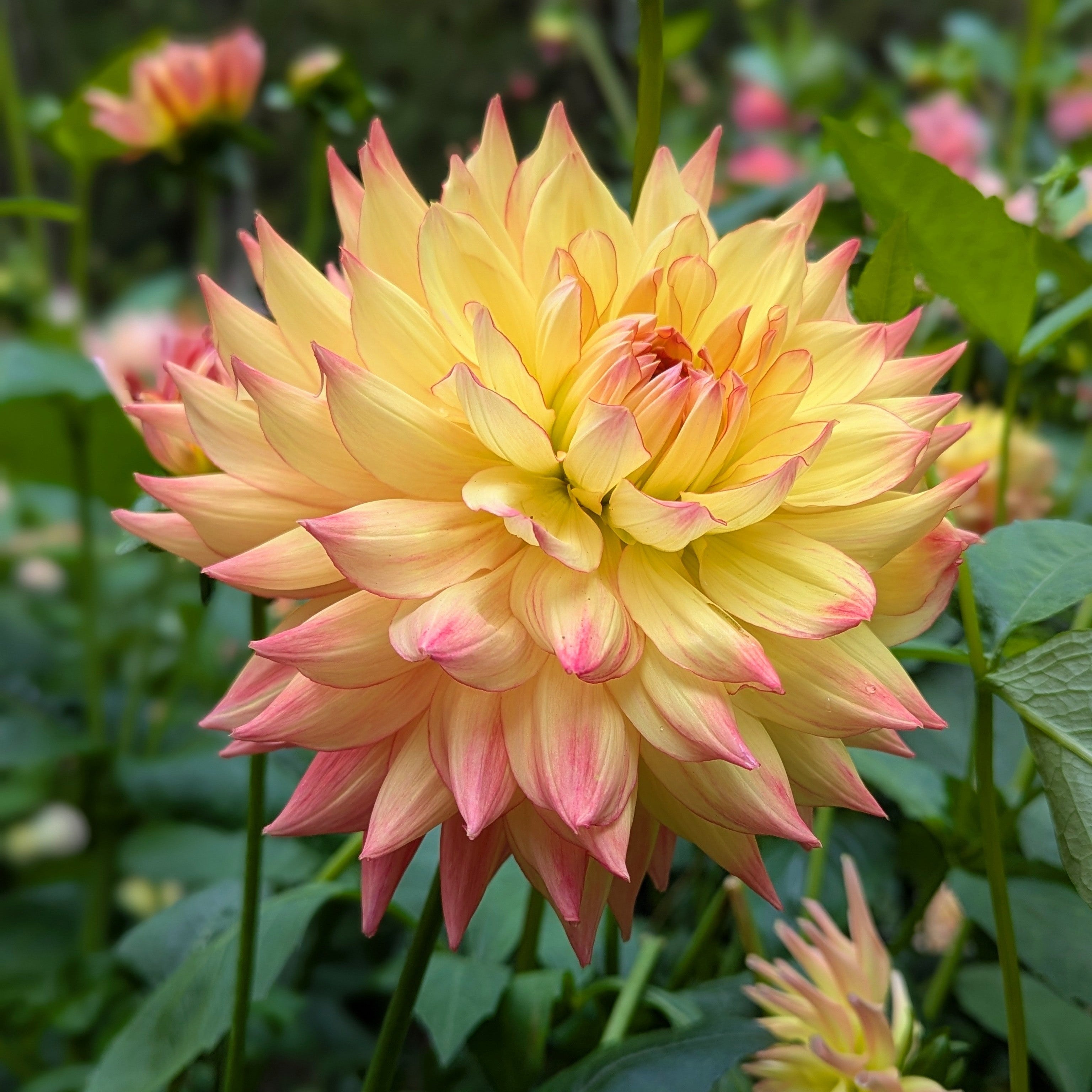 Bubbling Over – Good Life Dahlias