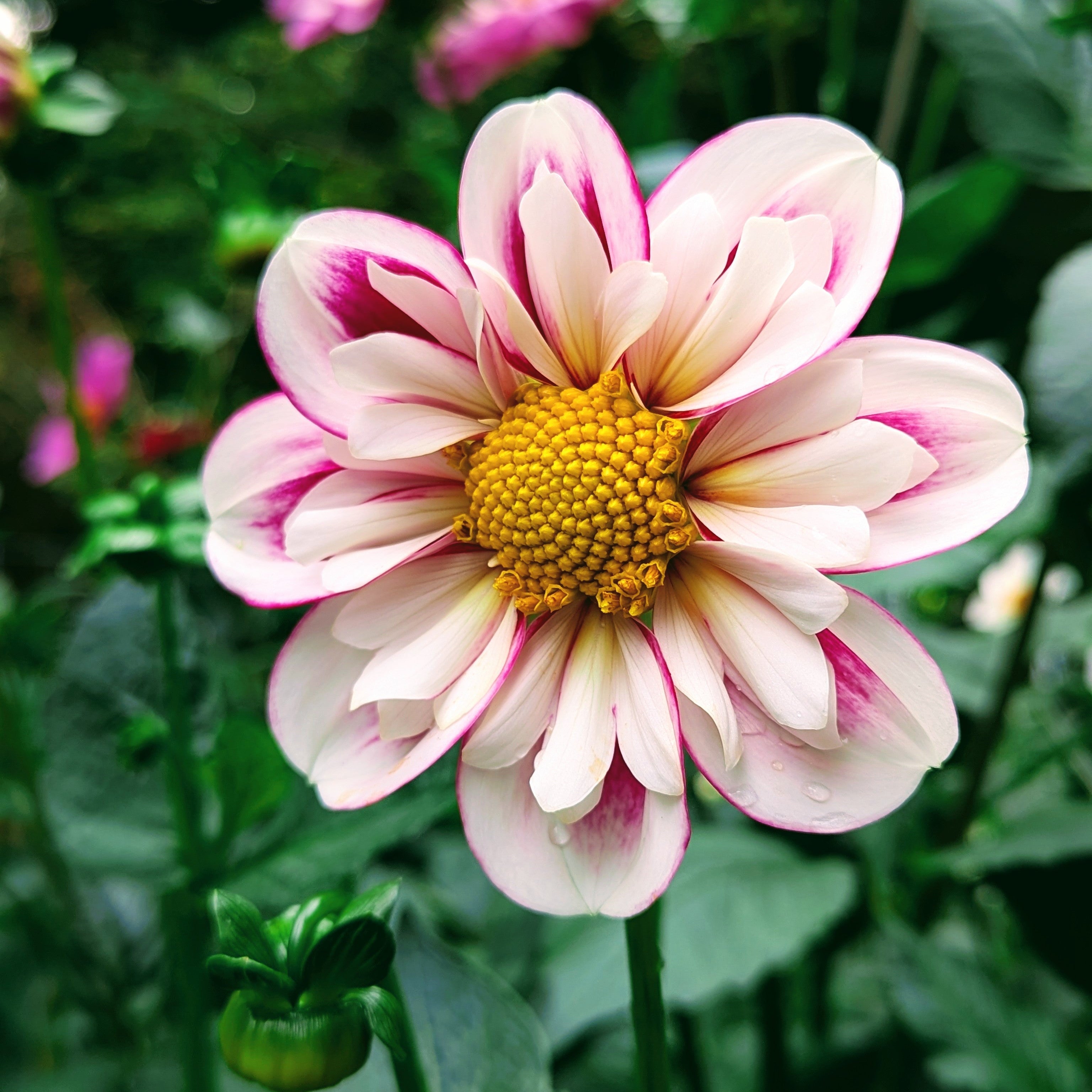 Bumble Rumble – Good Life Dahlias