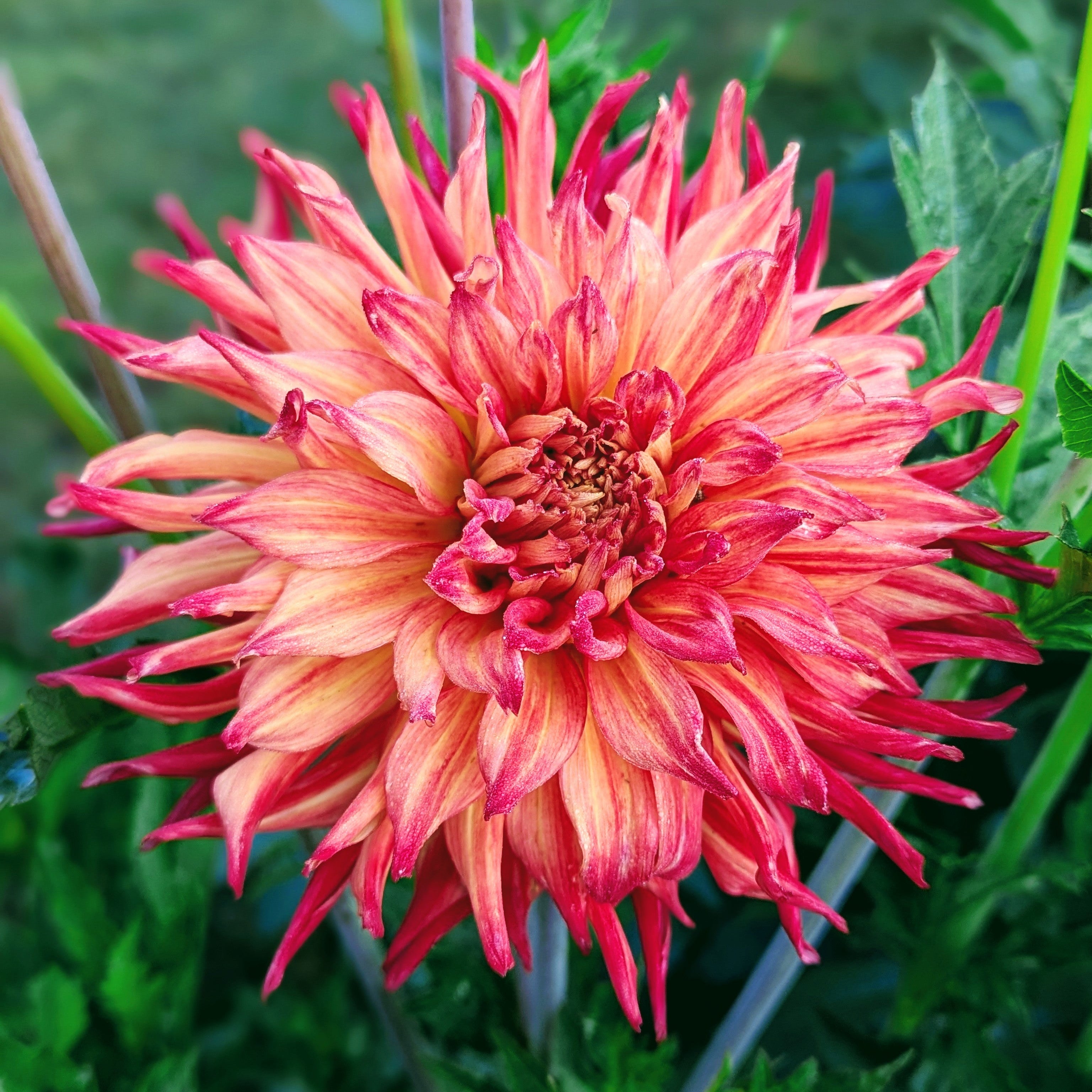 Caedmon – Good Life Dahlias