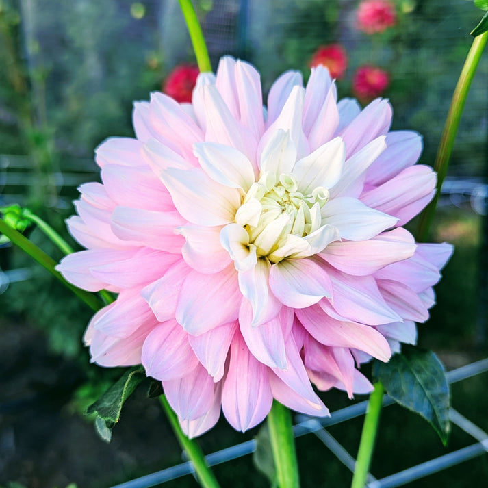 Chilson's Pride (1954) – Good Life Dahlias