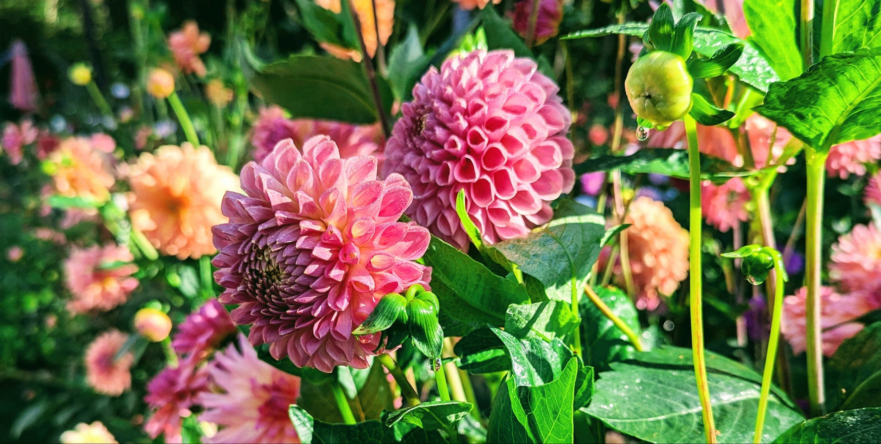 Budget Friendly Beauties $10 & Under – Page 3 – Good Life Dahlias