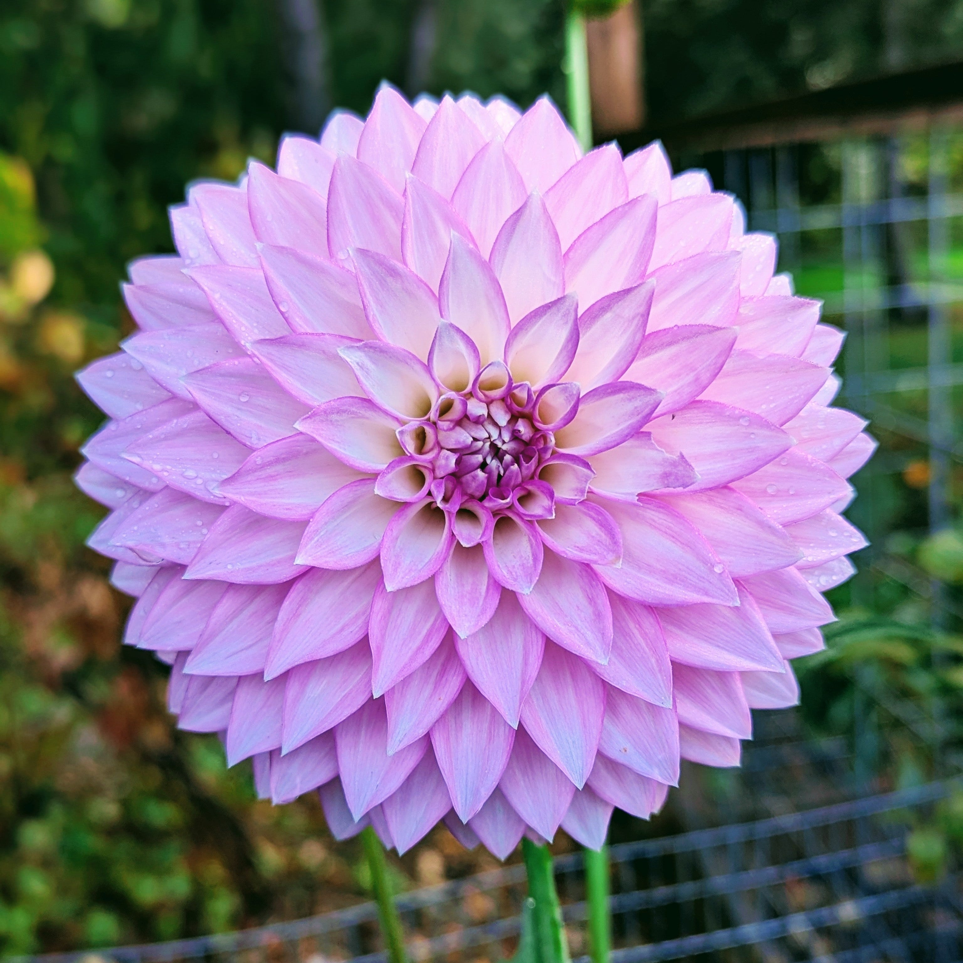 Clearview David – Good Life Dahlias