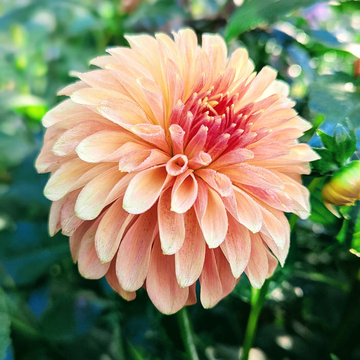Clearview Pataha – Good Life Dahlias