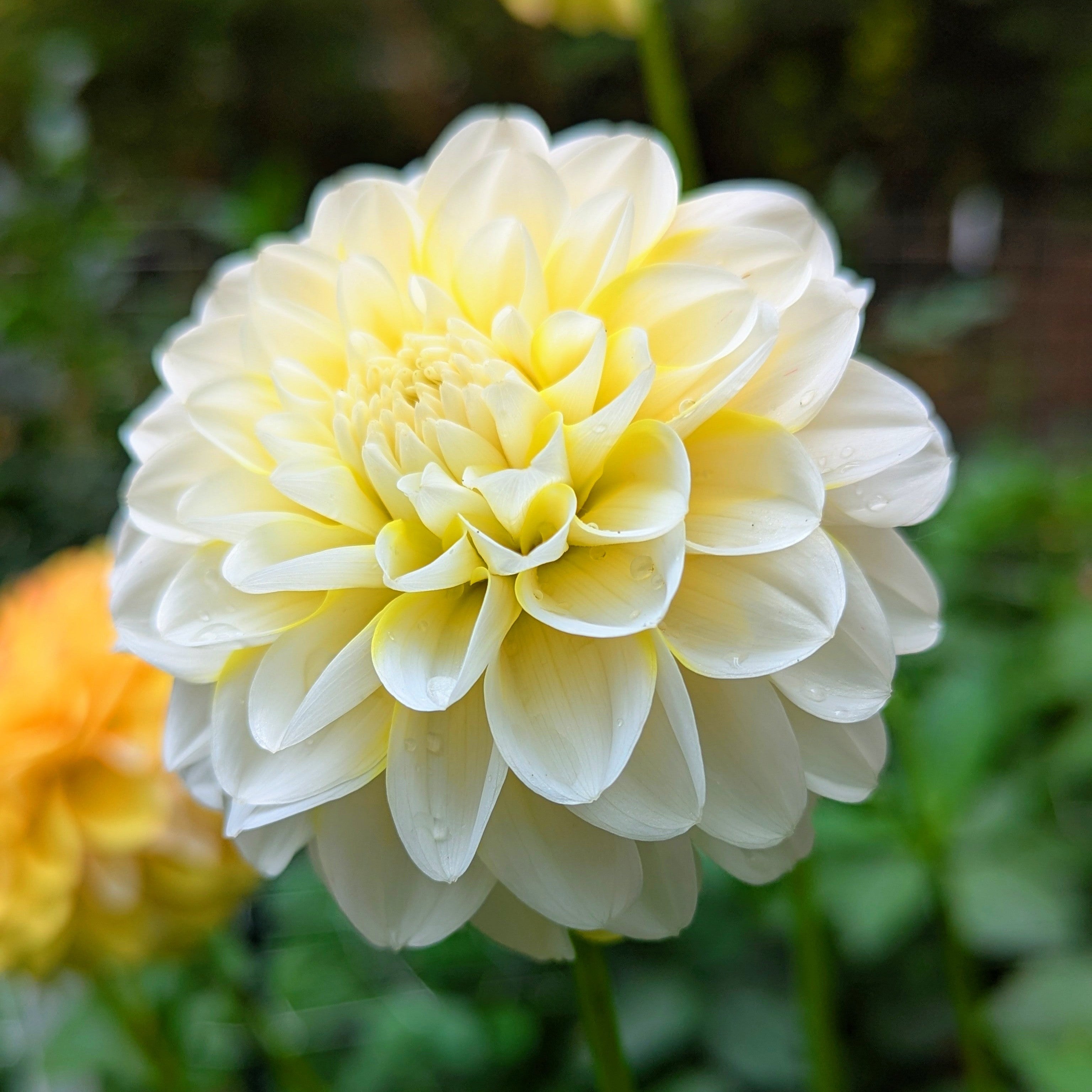 Double Jill – Good Life Dahlias