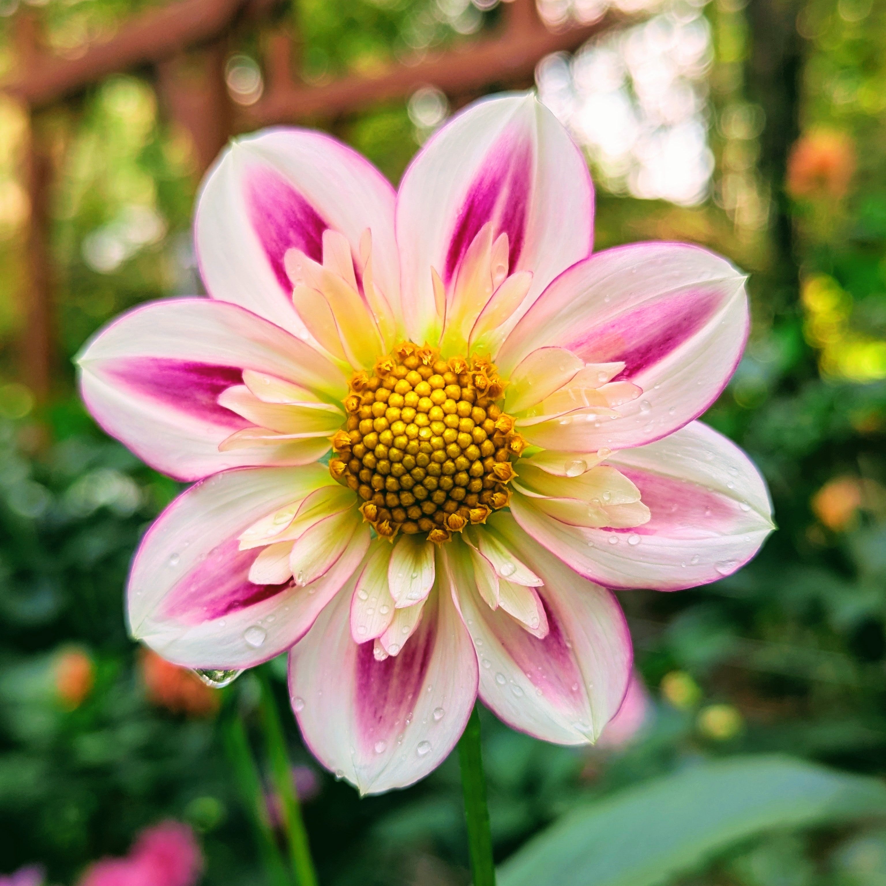 Double Trouble – Good Life Dahlias