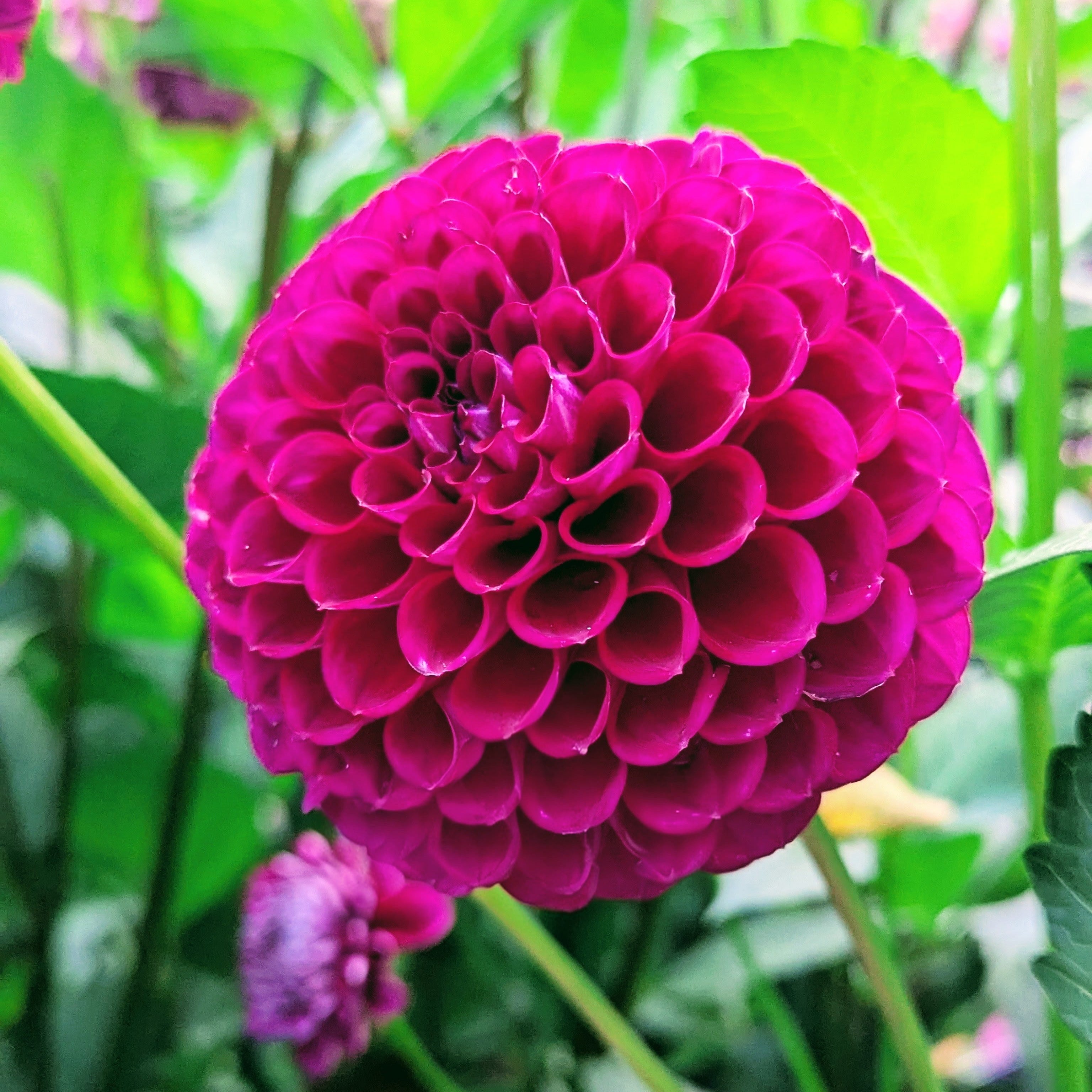 Downham Royal (1972) – Good Life Dahlias