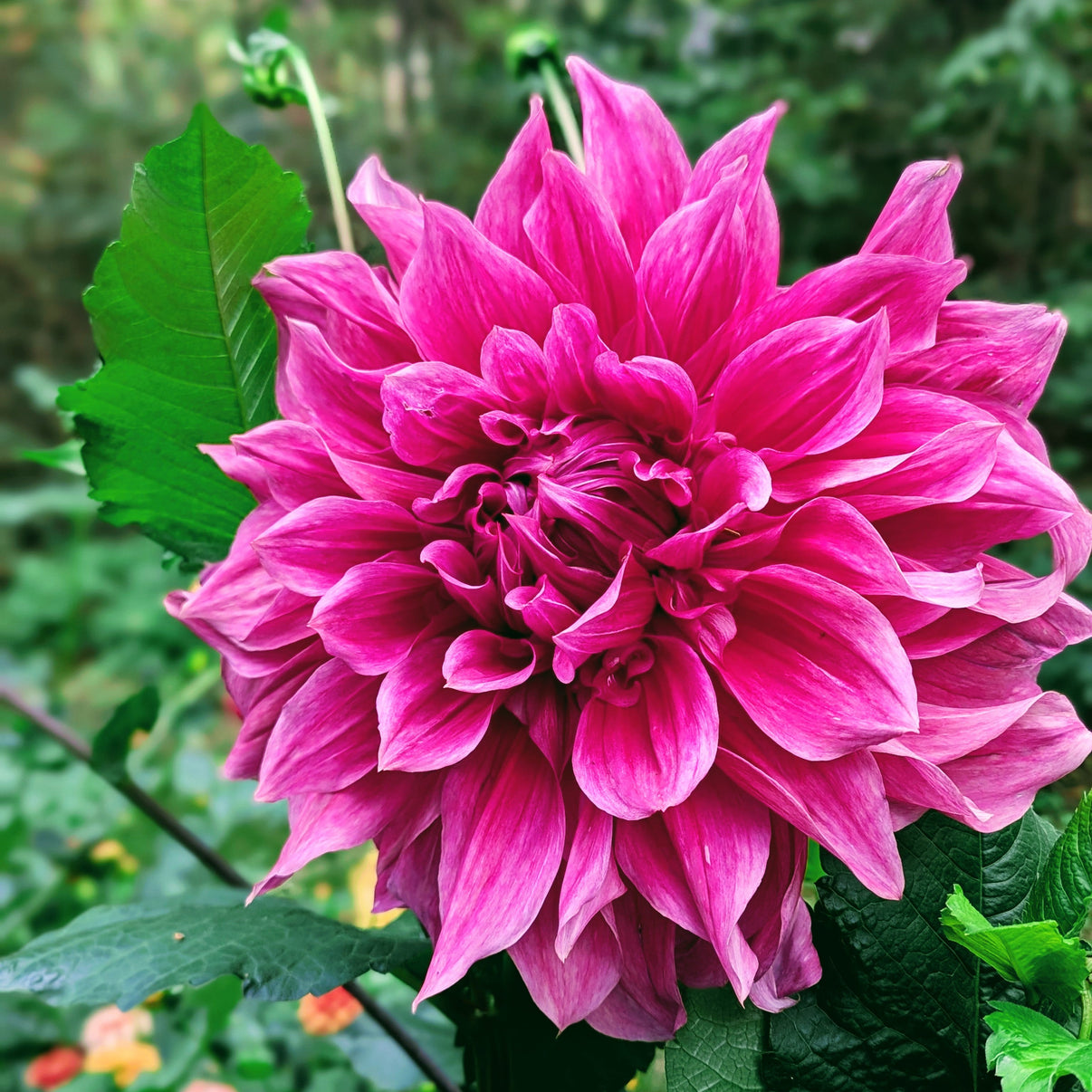 Emory Paul (1962) – Good Life Dahlias