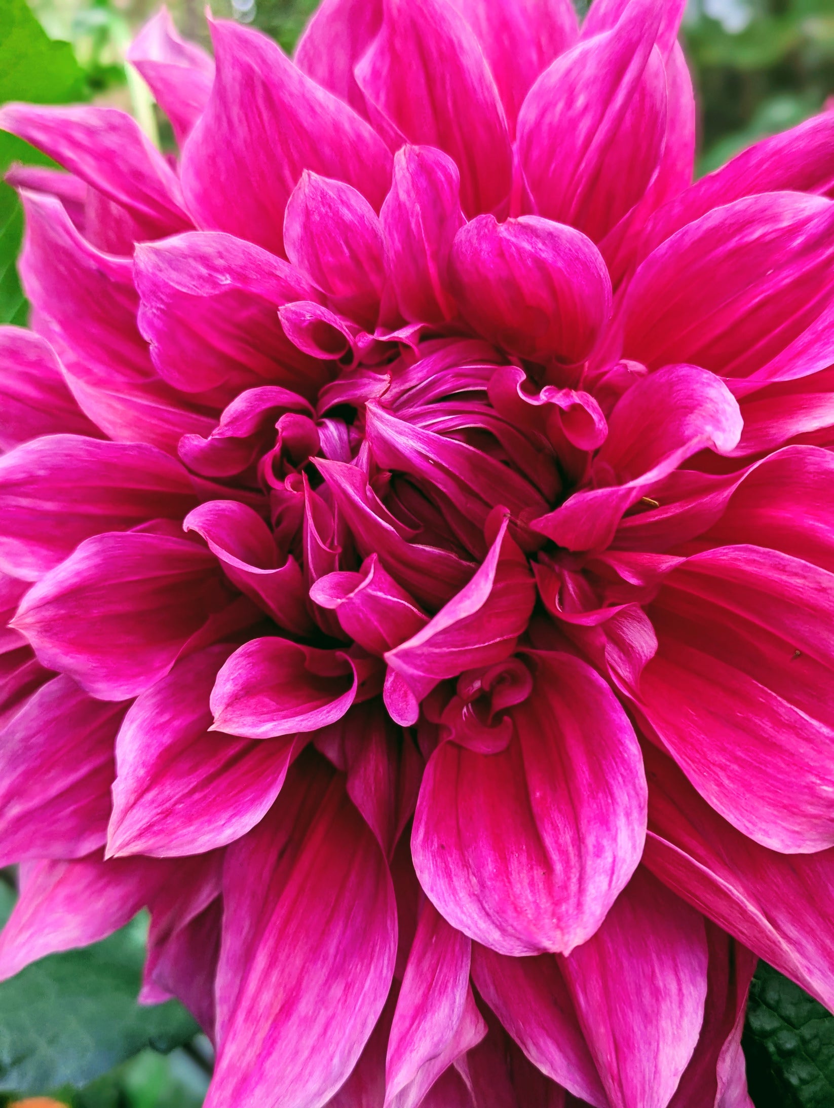 Emory Paul (1962) – Good Life Dahlias