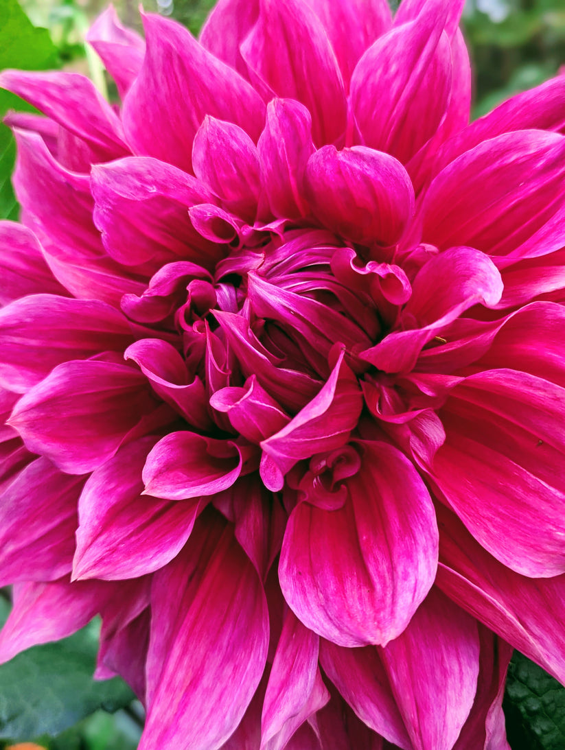 Emory Paul (1962) – Good Life Dahlias