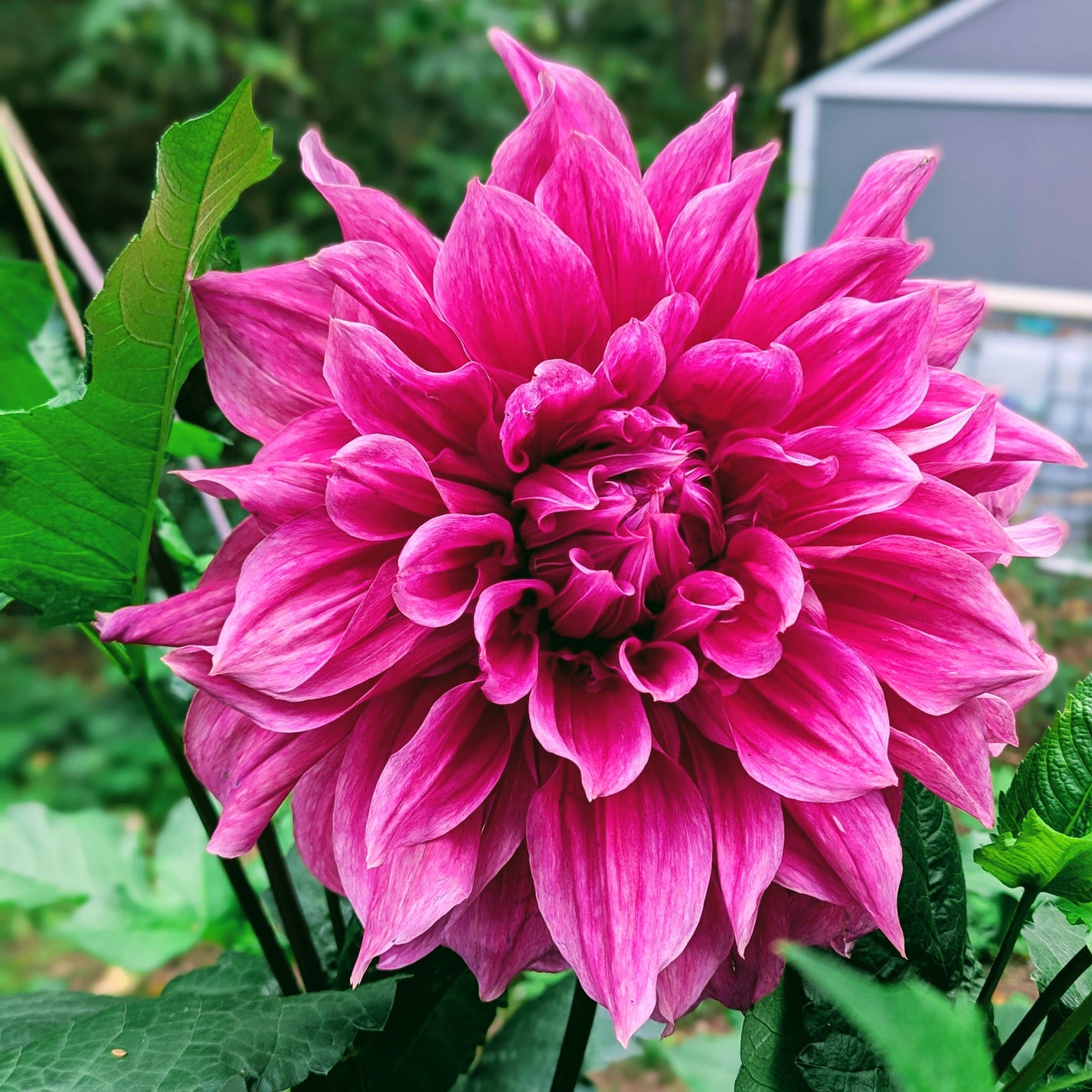 Emory Paul (1962) – Good Life Dahlias