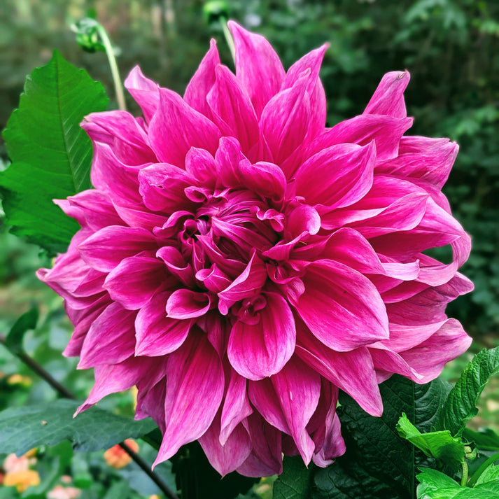 Emory Paul (1962) – Good Life Dahlias