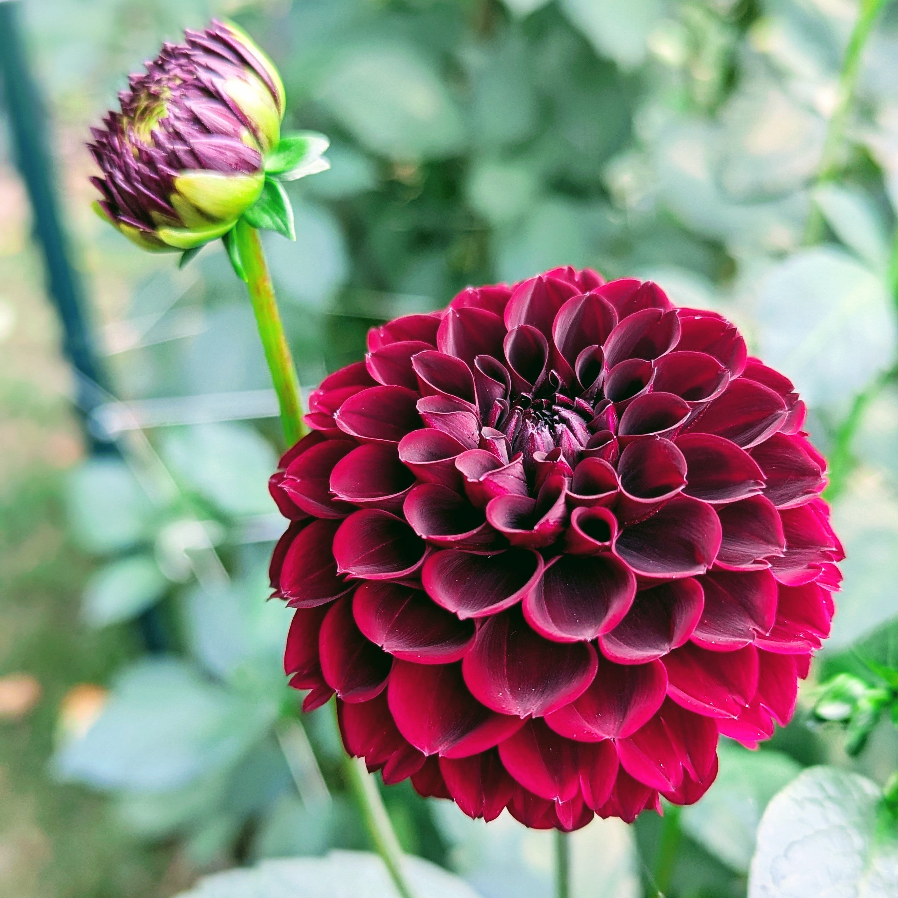 Ferncliff Ebony – Good Life Dahlias