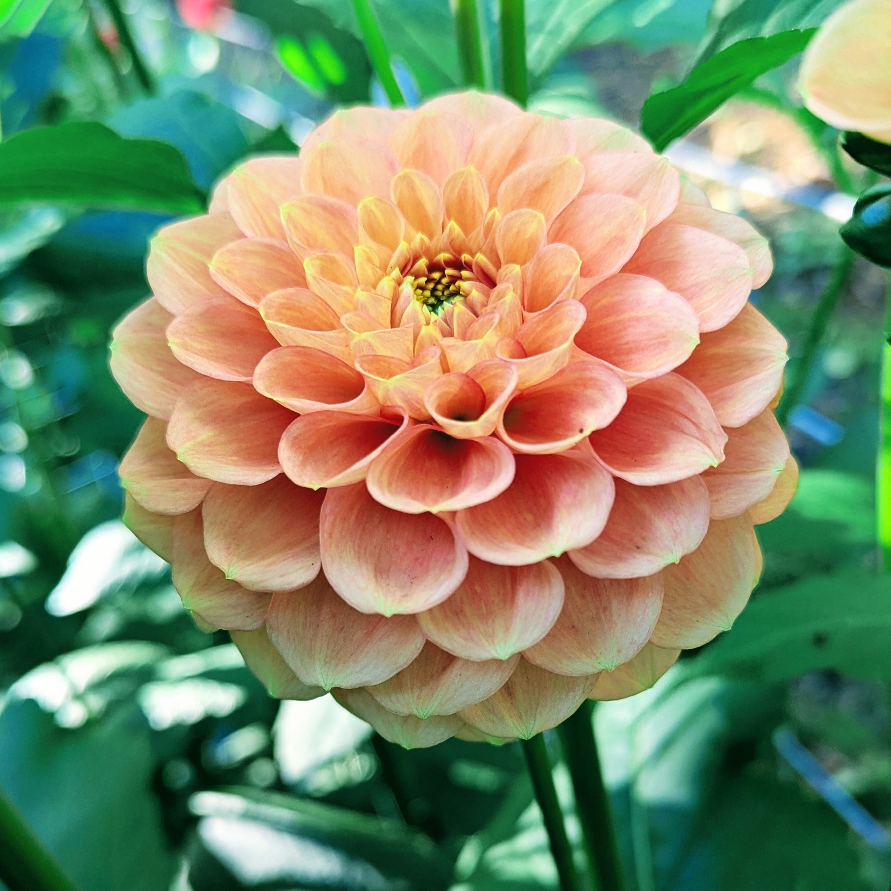 Ferncliff Honeycomb – Good Life Dahlias