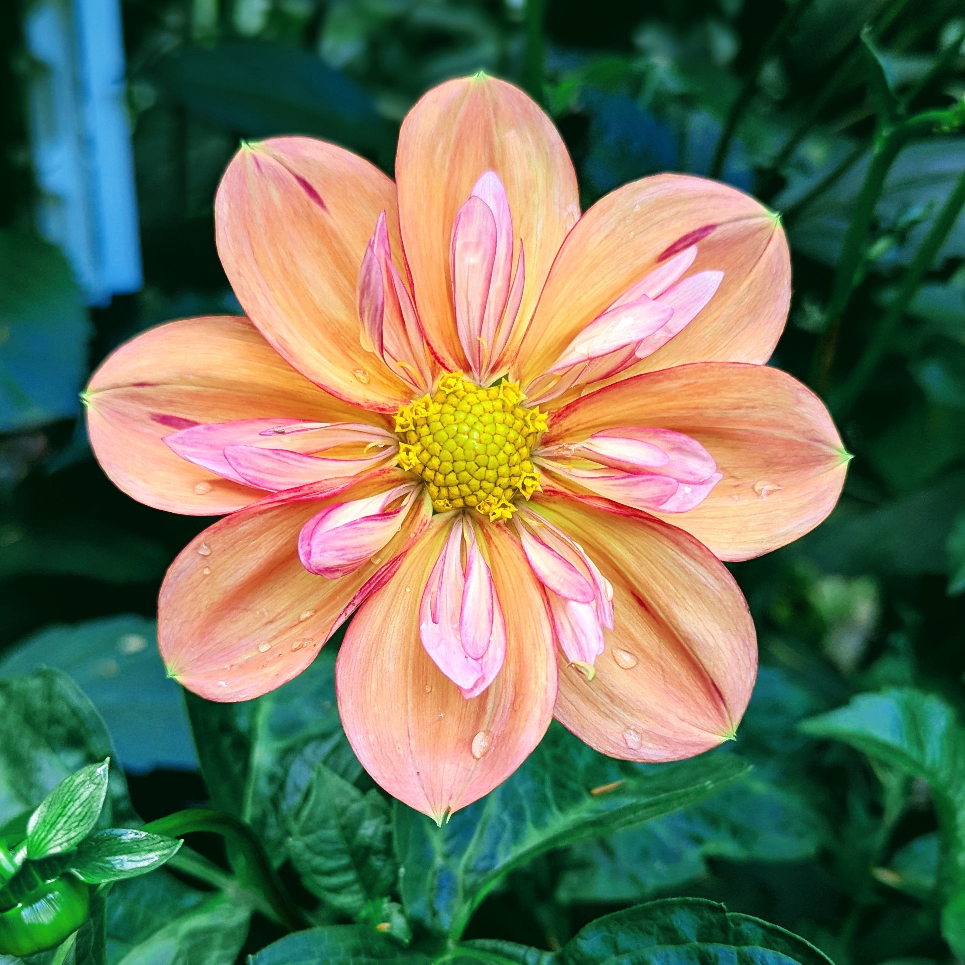 Giggles – Good Life Dahlias