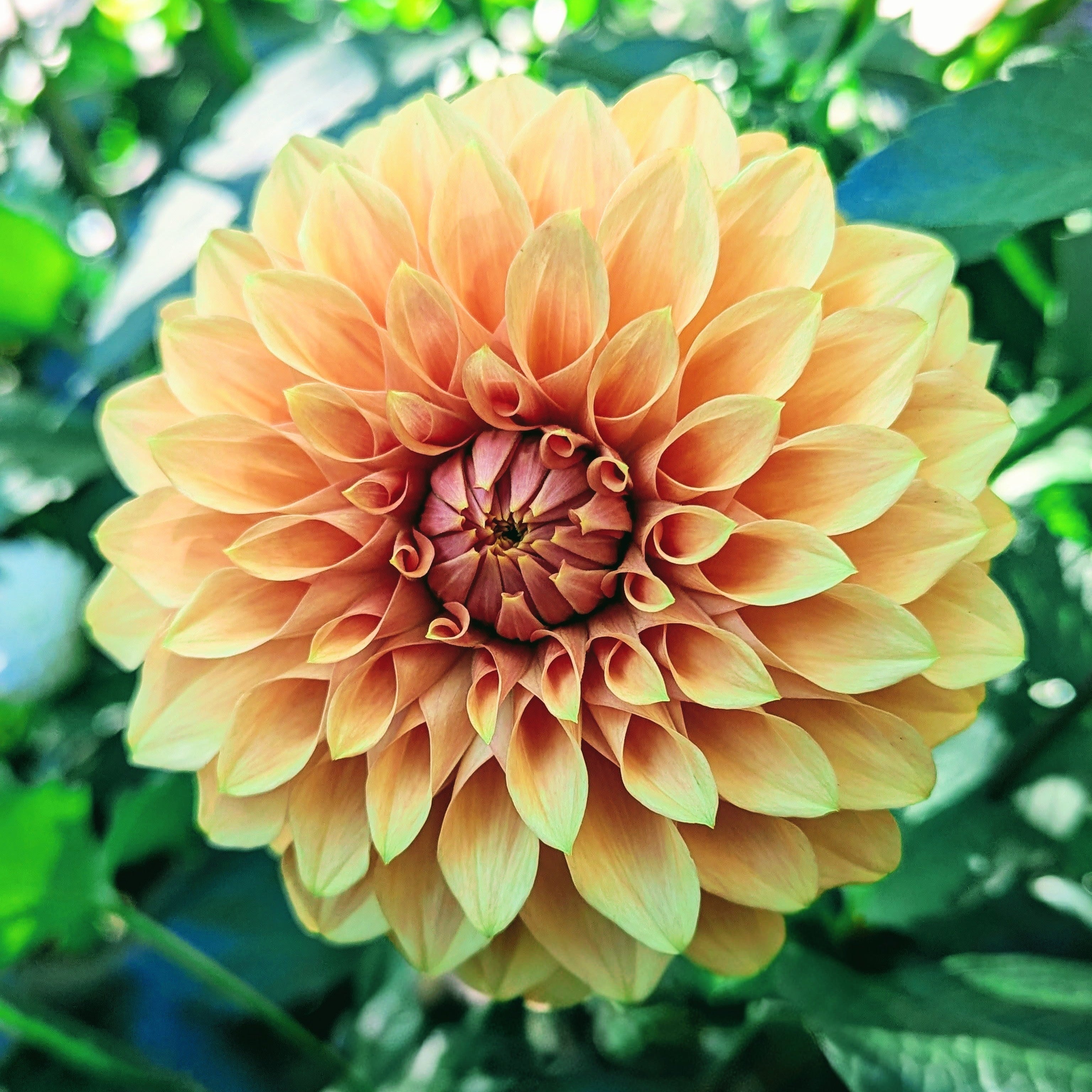 Hy Patti – Good Life Dahlias