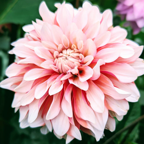 Janz Choice – Good Life Dahlias