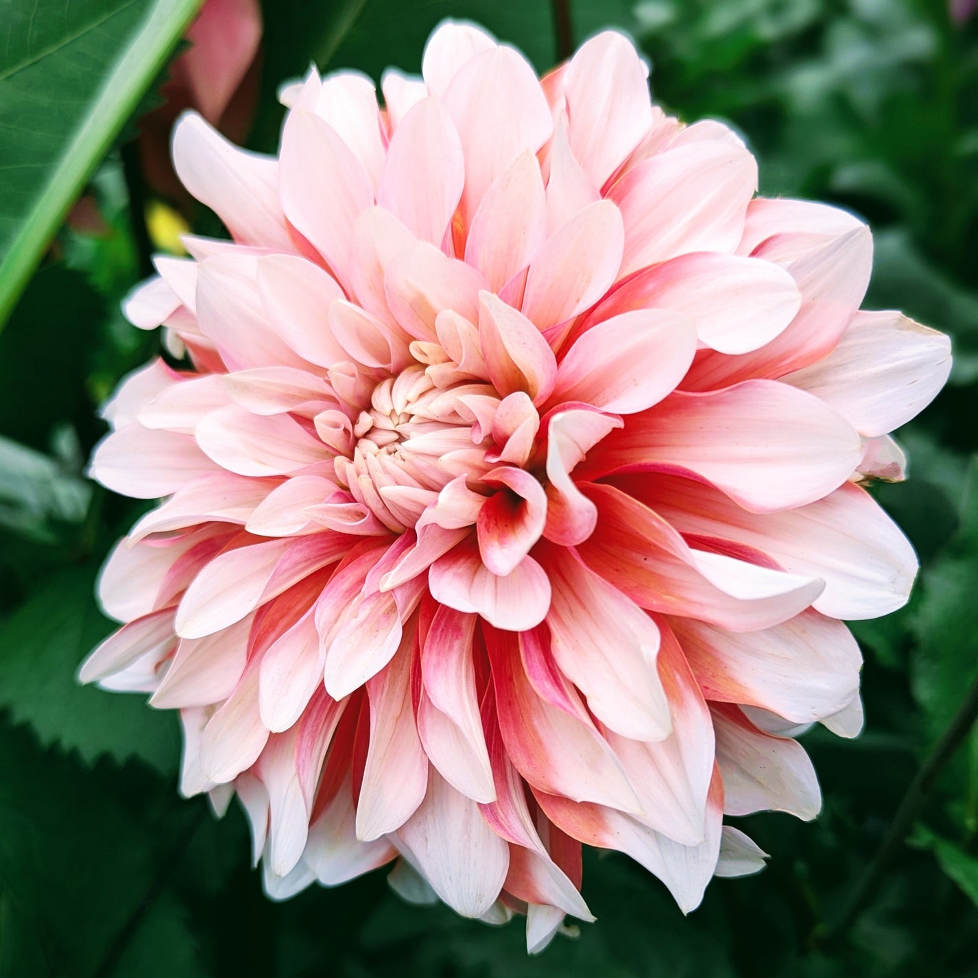 Janz Choice – Good Life Dahlias