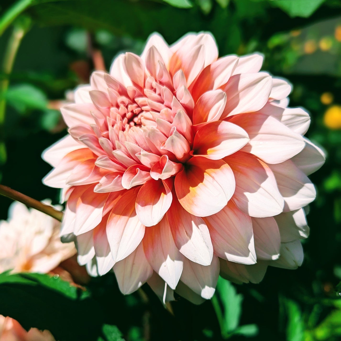 Janz Choice – Good Life Dahlias