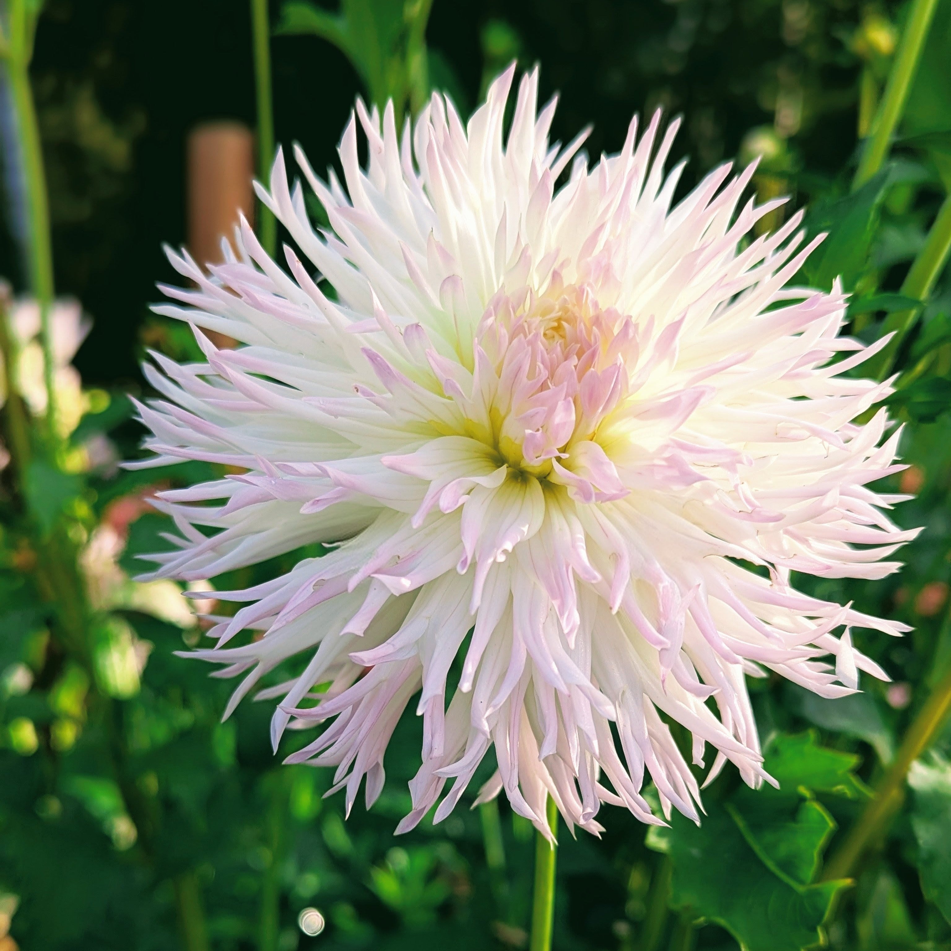 Jeannie Leroux – Good Life Dahlias