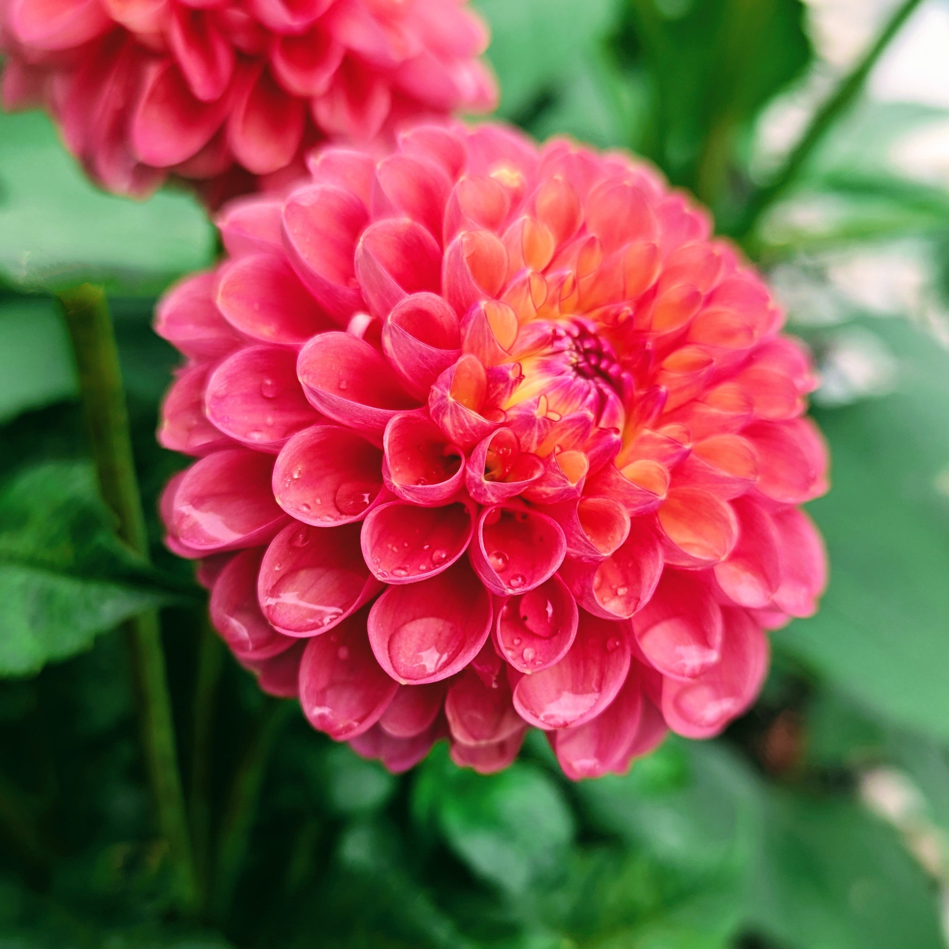 Jowey Frambo – Good Life Dahlias