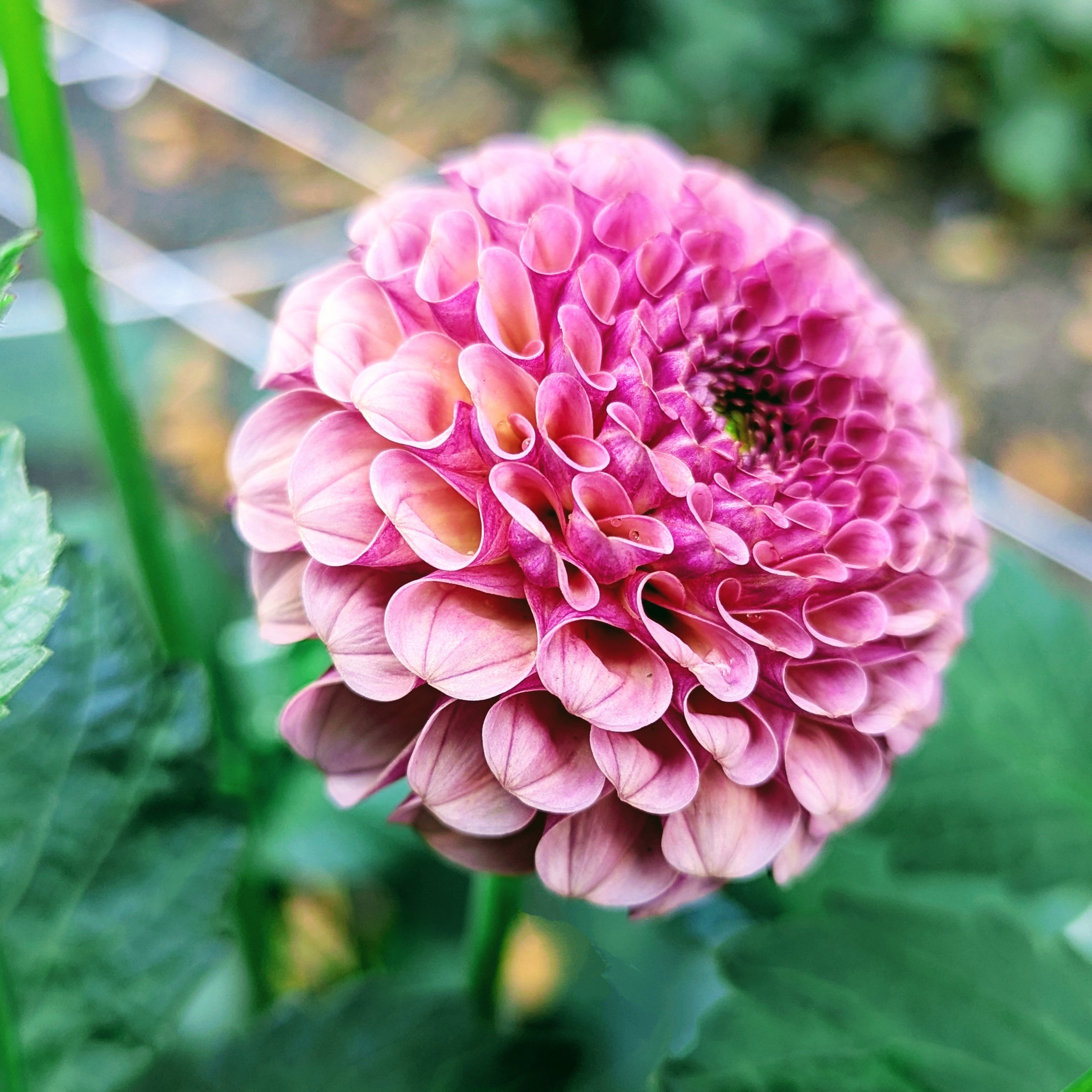 Koko Puff – Good Life Dahlias