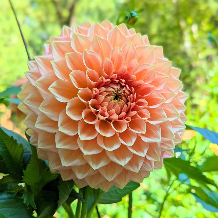 Lakeview Lady – Good Life Dahlias