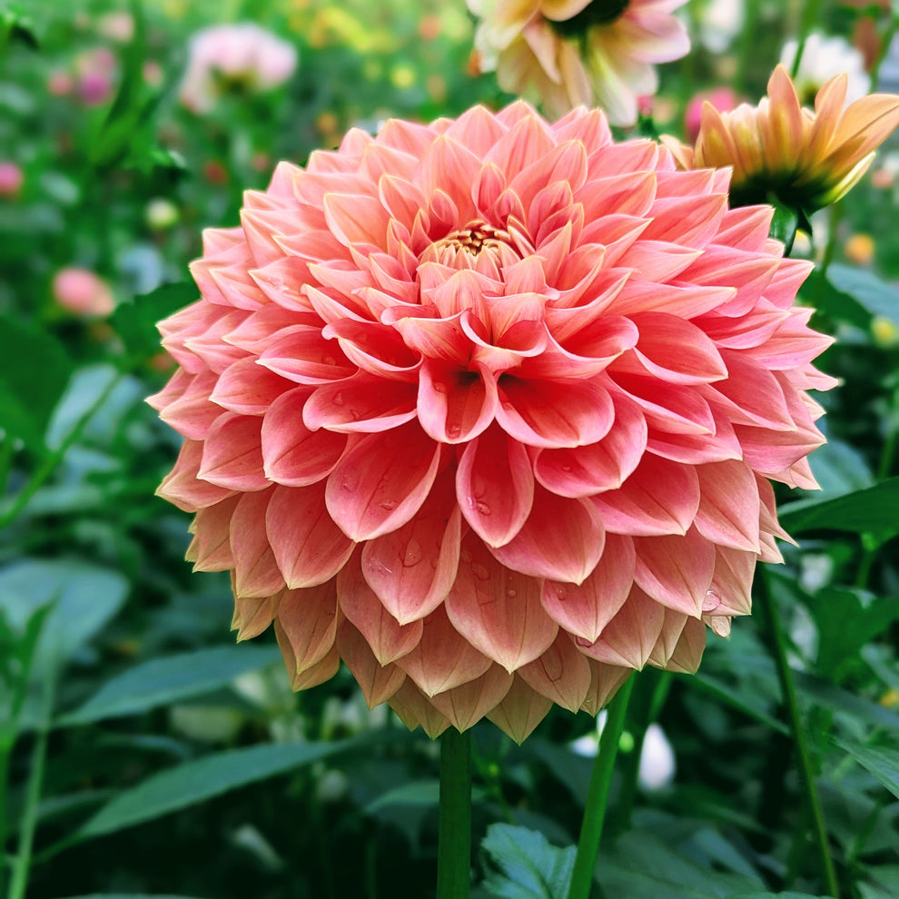 Lakeview Lady – Good Life Dahlias