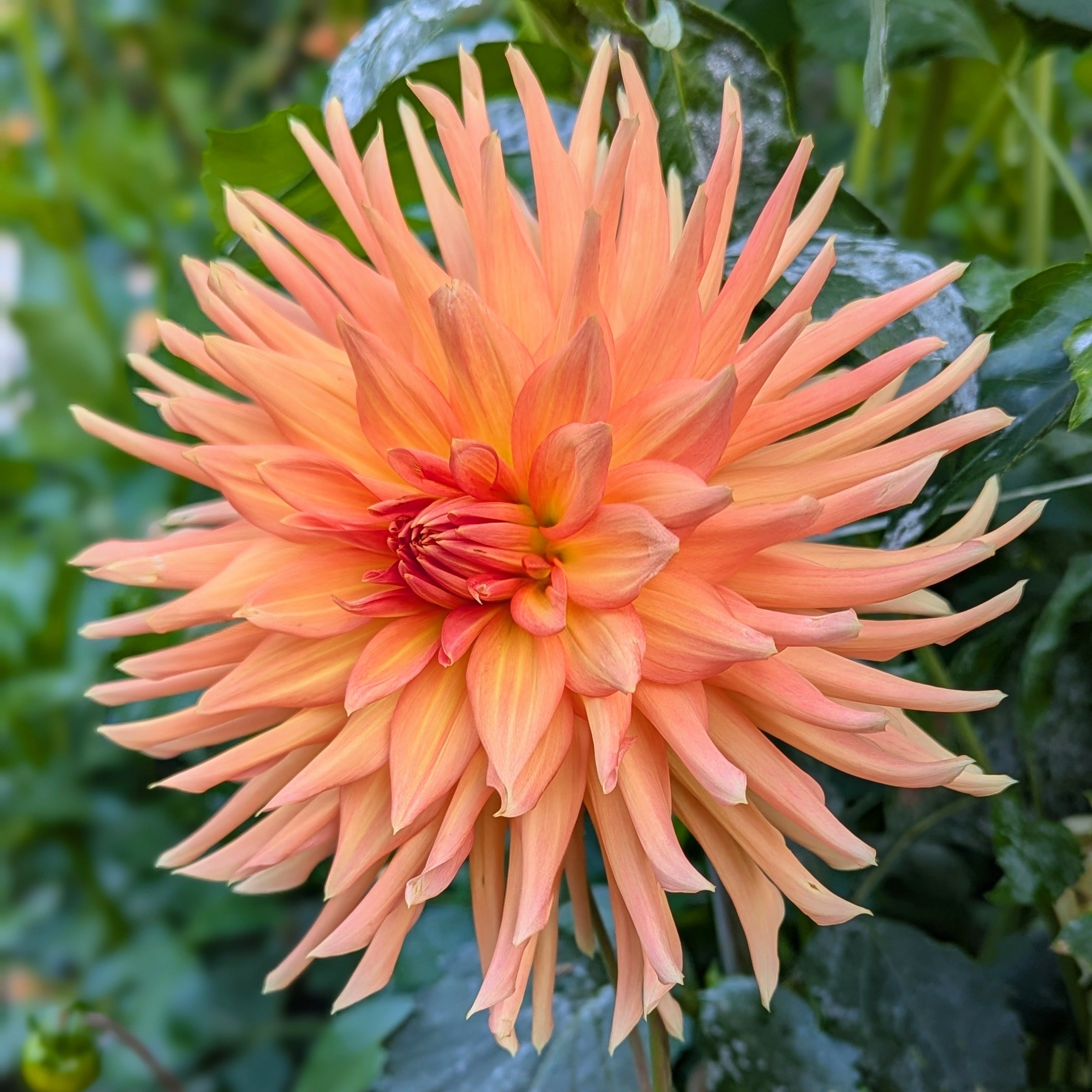 Maks Marcus – Good Life Dahlias