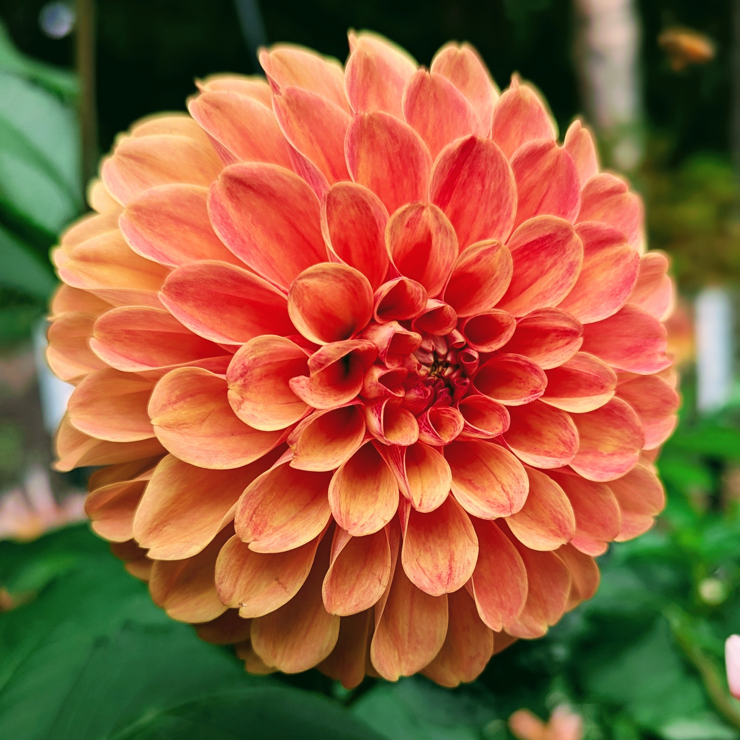 Margie Day – Good Life Dahlias