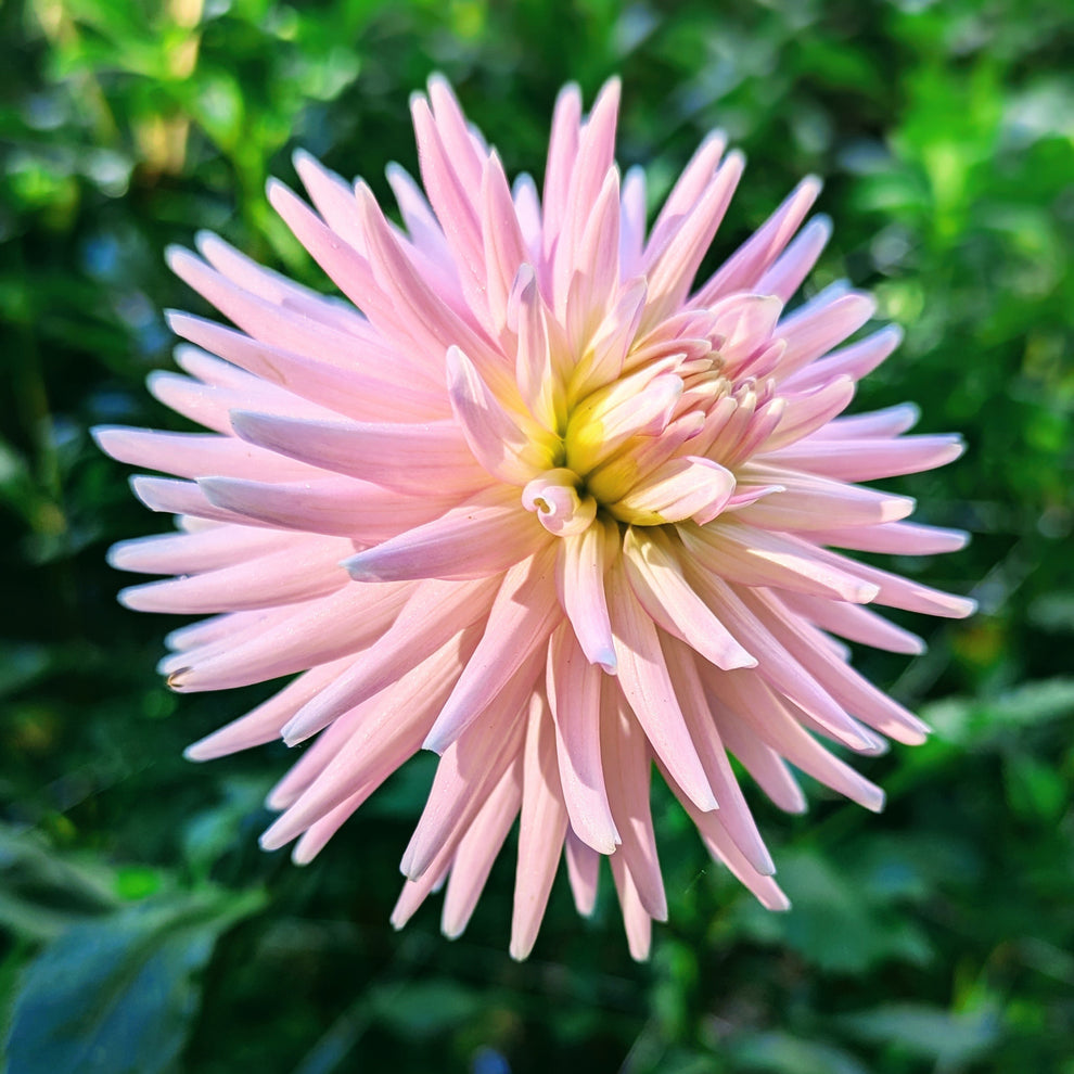 Miss Rose Fletcher (1948) – Good Life Dahlias