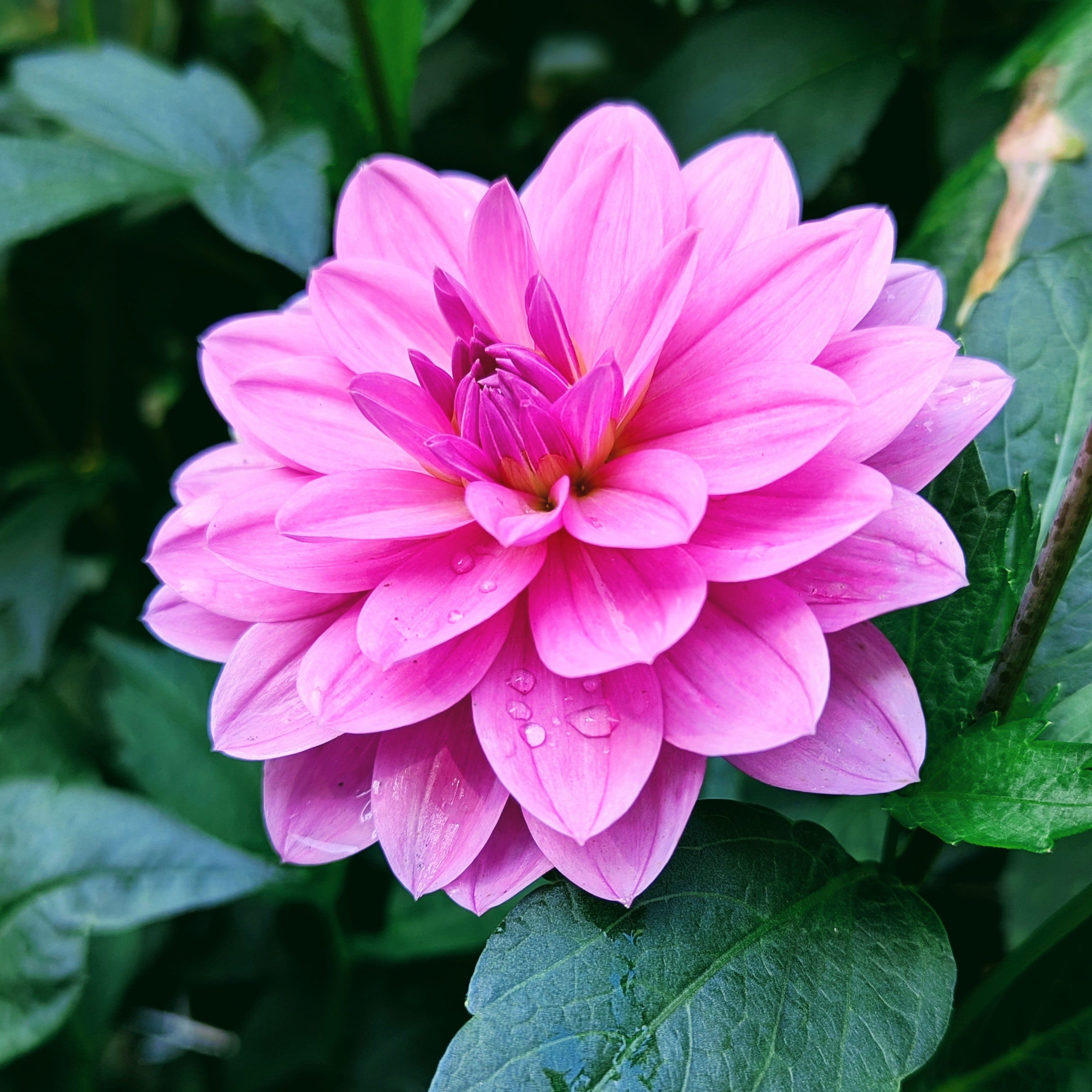 Onesta – Good Life Dahlias