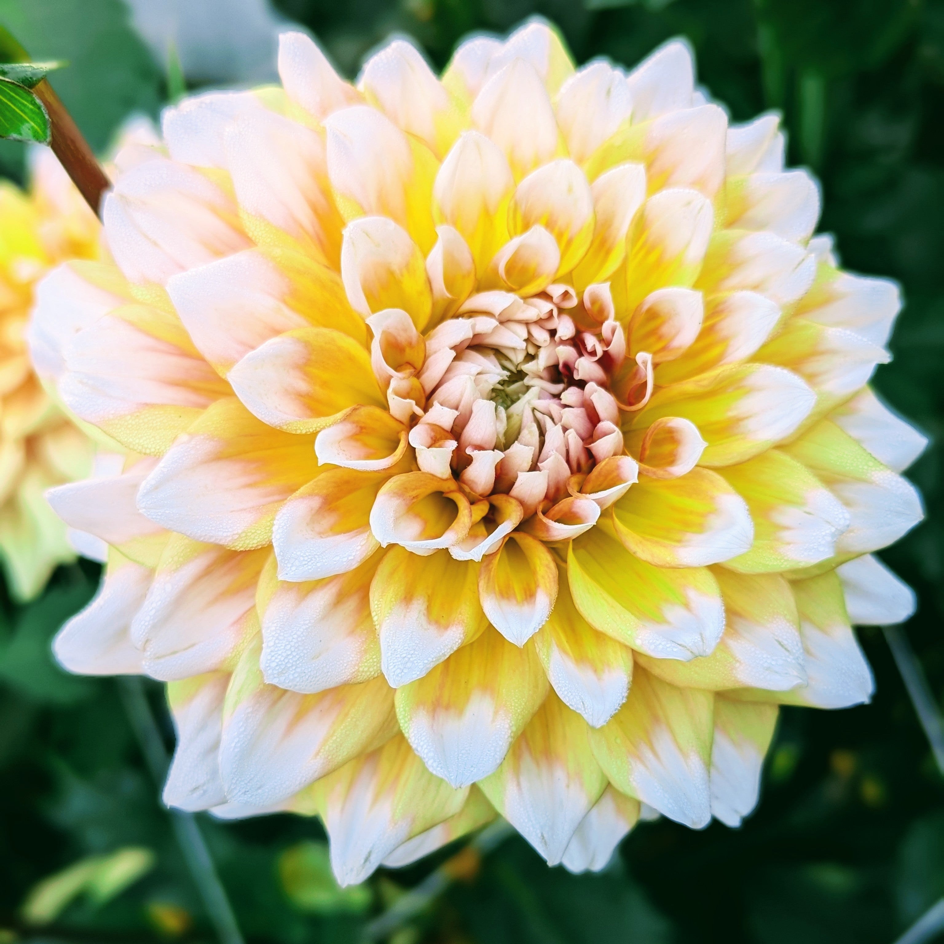 Seattle – Good Life Dahlias
