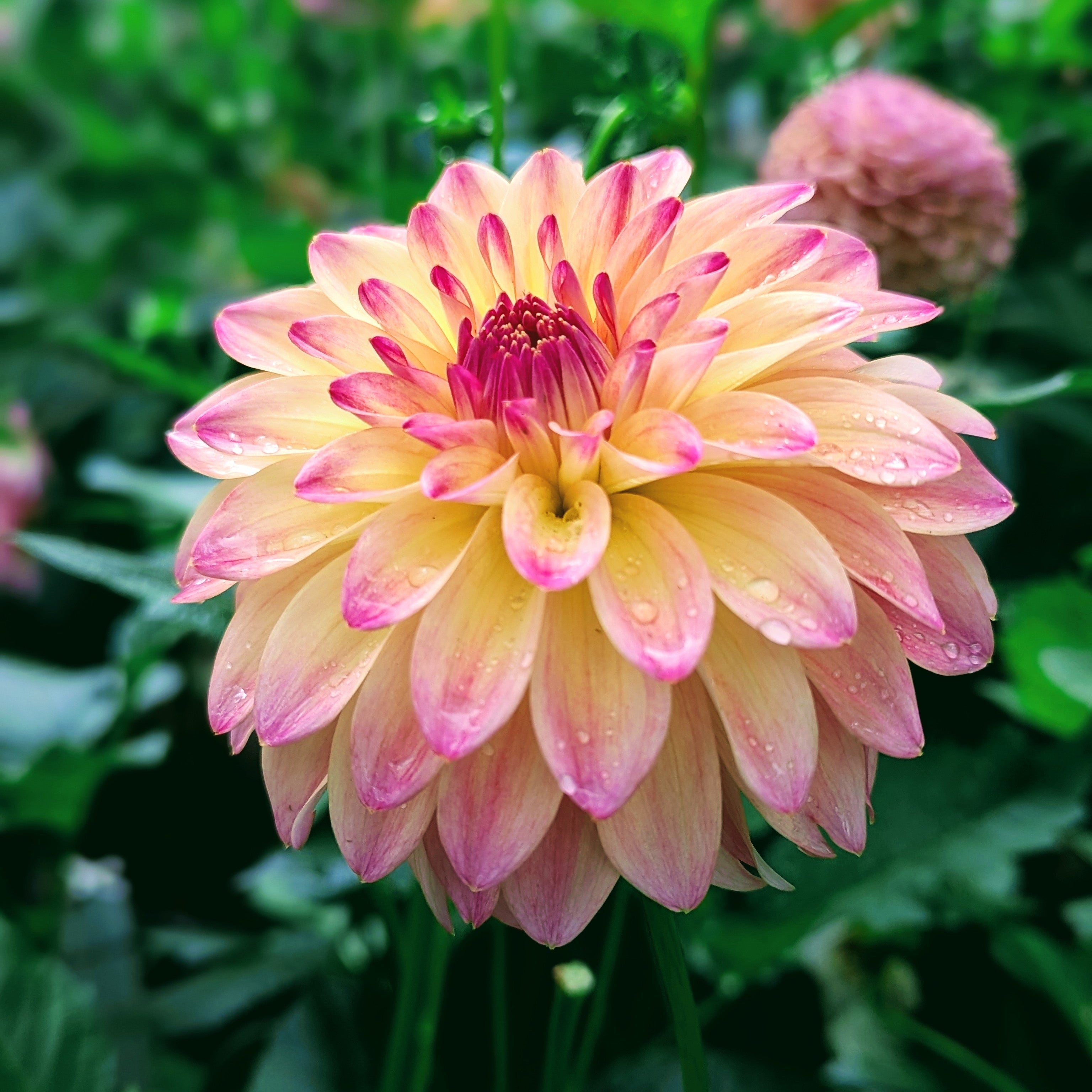 September Morn – Good Life Dahlias