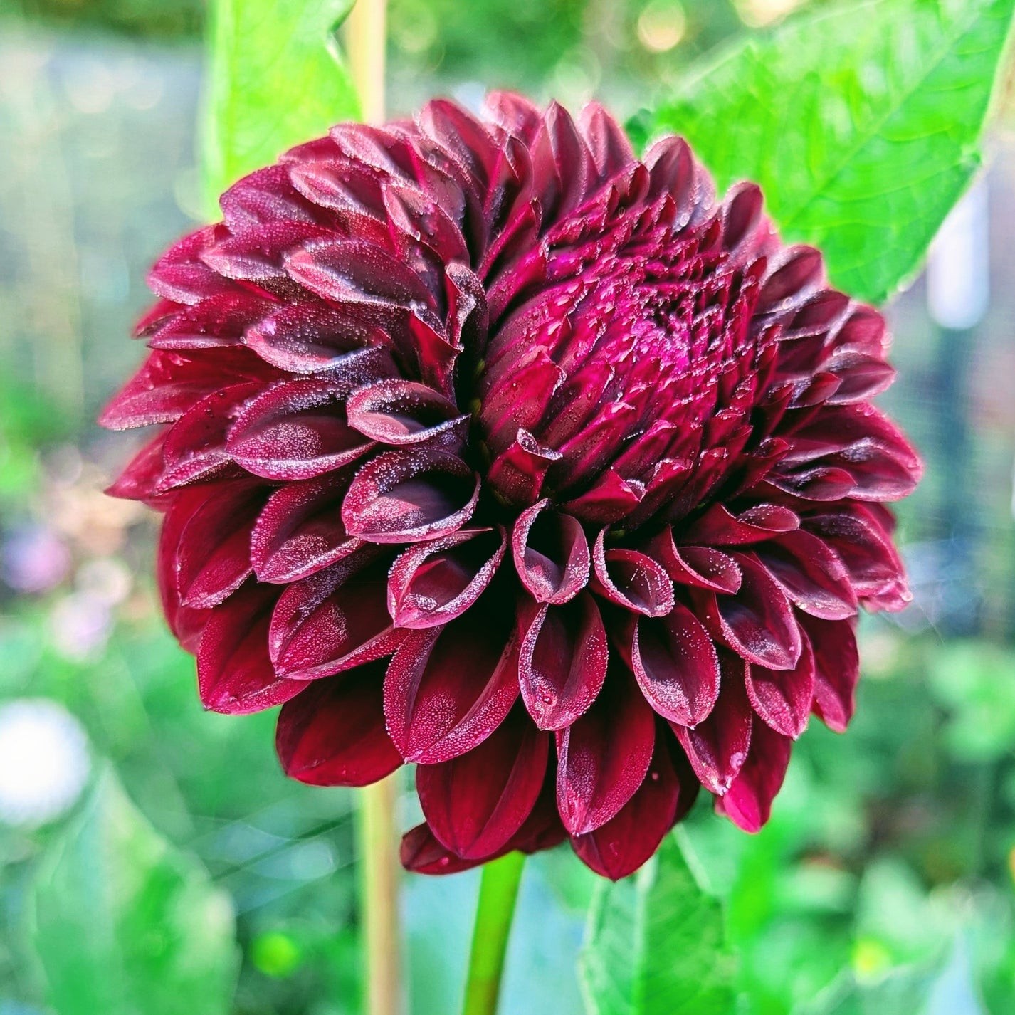 Shadow Cat – Good Life Dahlias