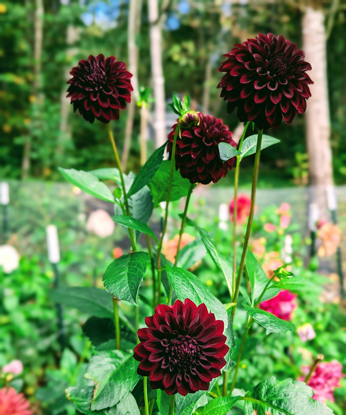 Shadow Cat – Good Life Dahlias