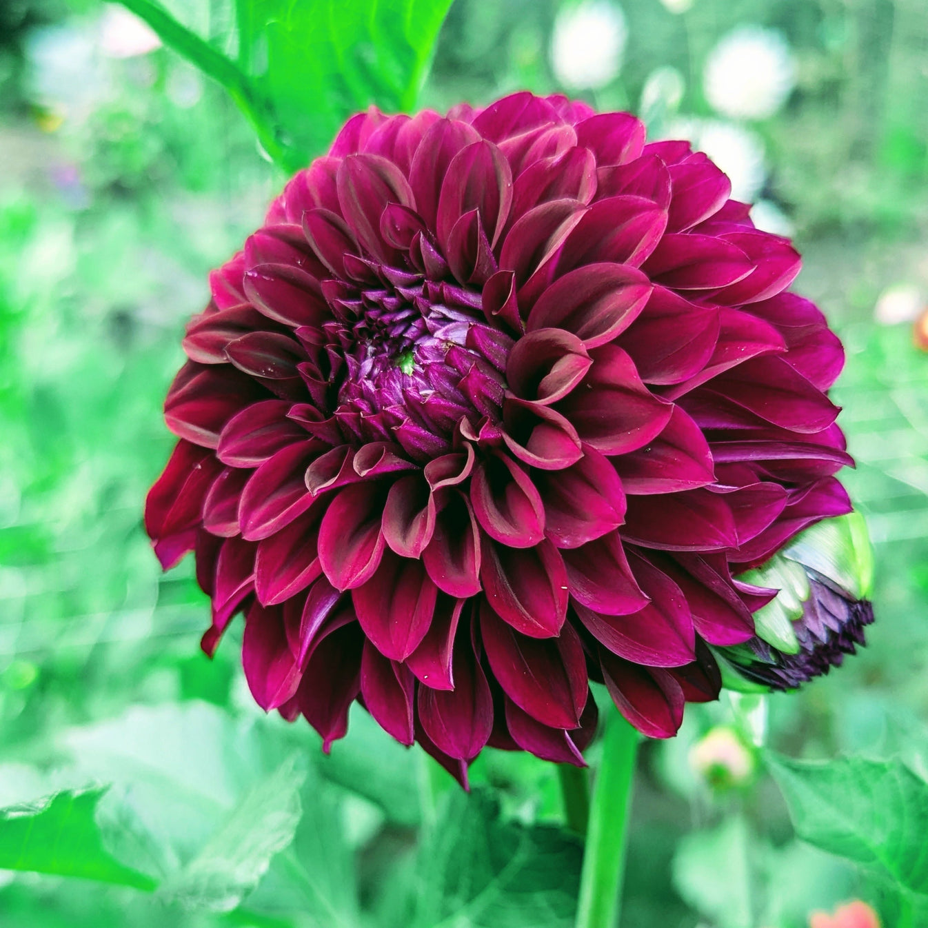 Shadow Cat – Good Life Dahlias