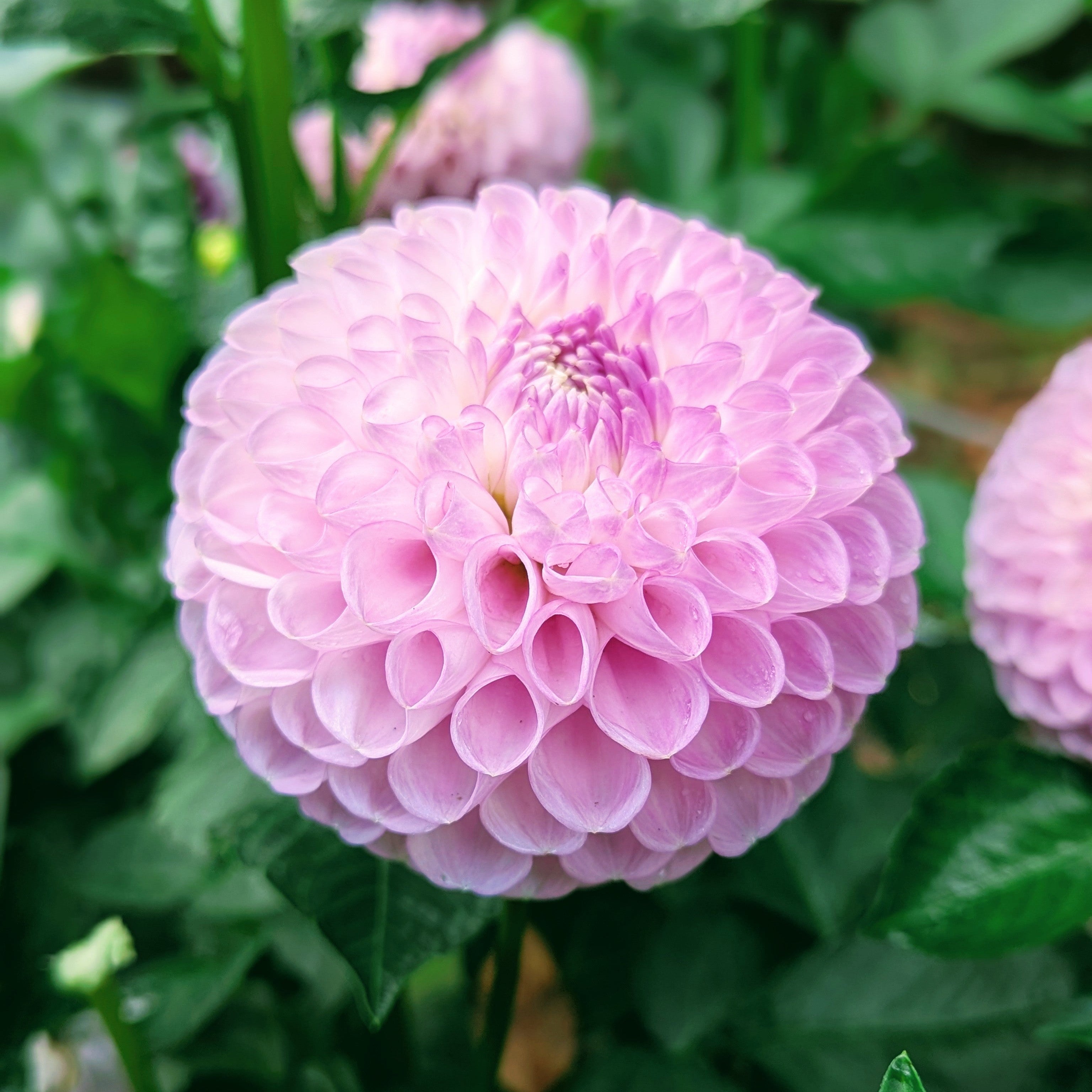 Snoho Sonia – Good Life Dahlias