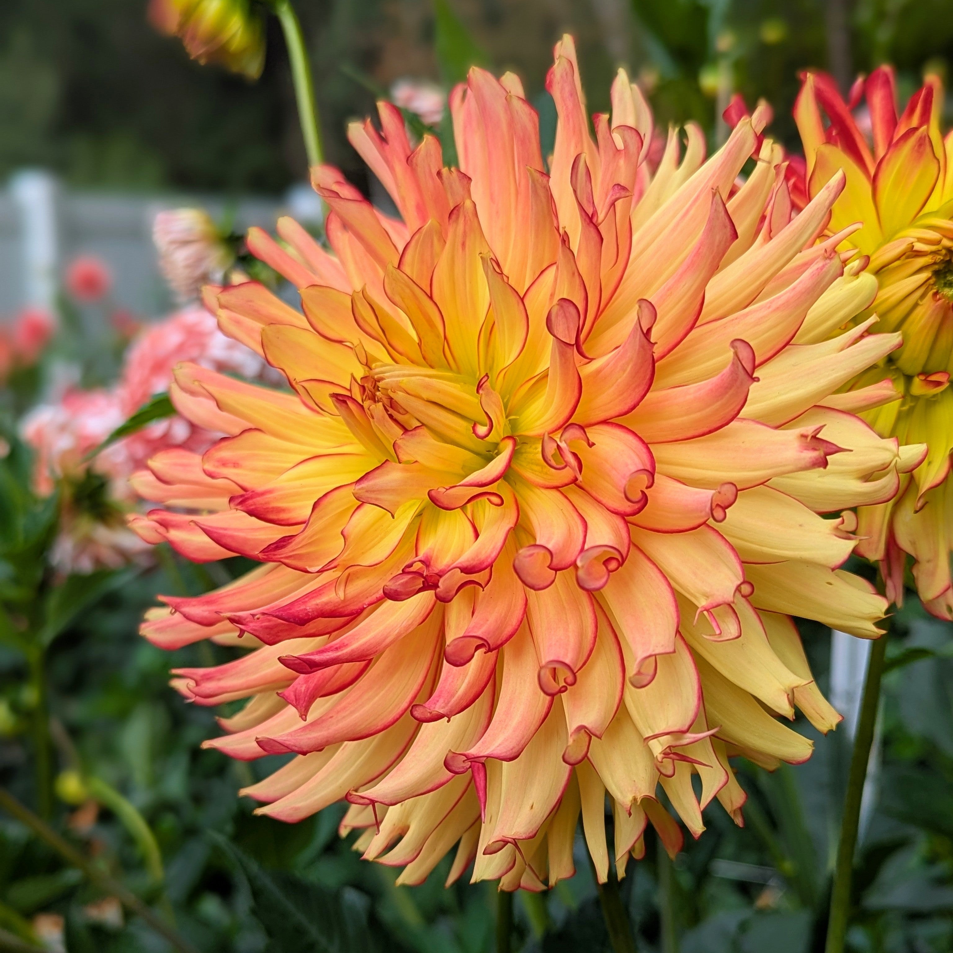 Steve O – Good Life Dahlias