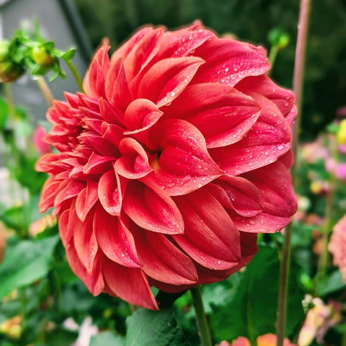 Sylvia Craig Hunter – Good Life Dahlias