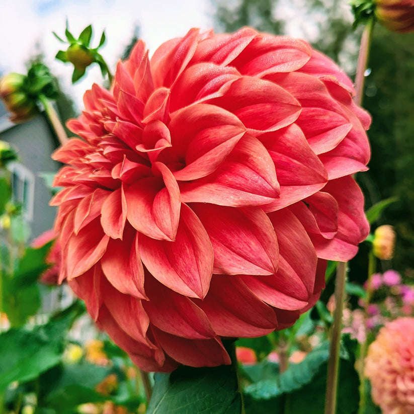 Sylvia Craig Hunter – Good Life Dahlias
