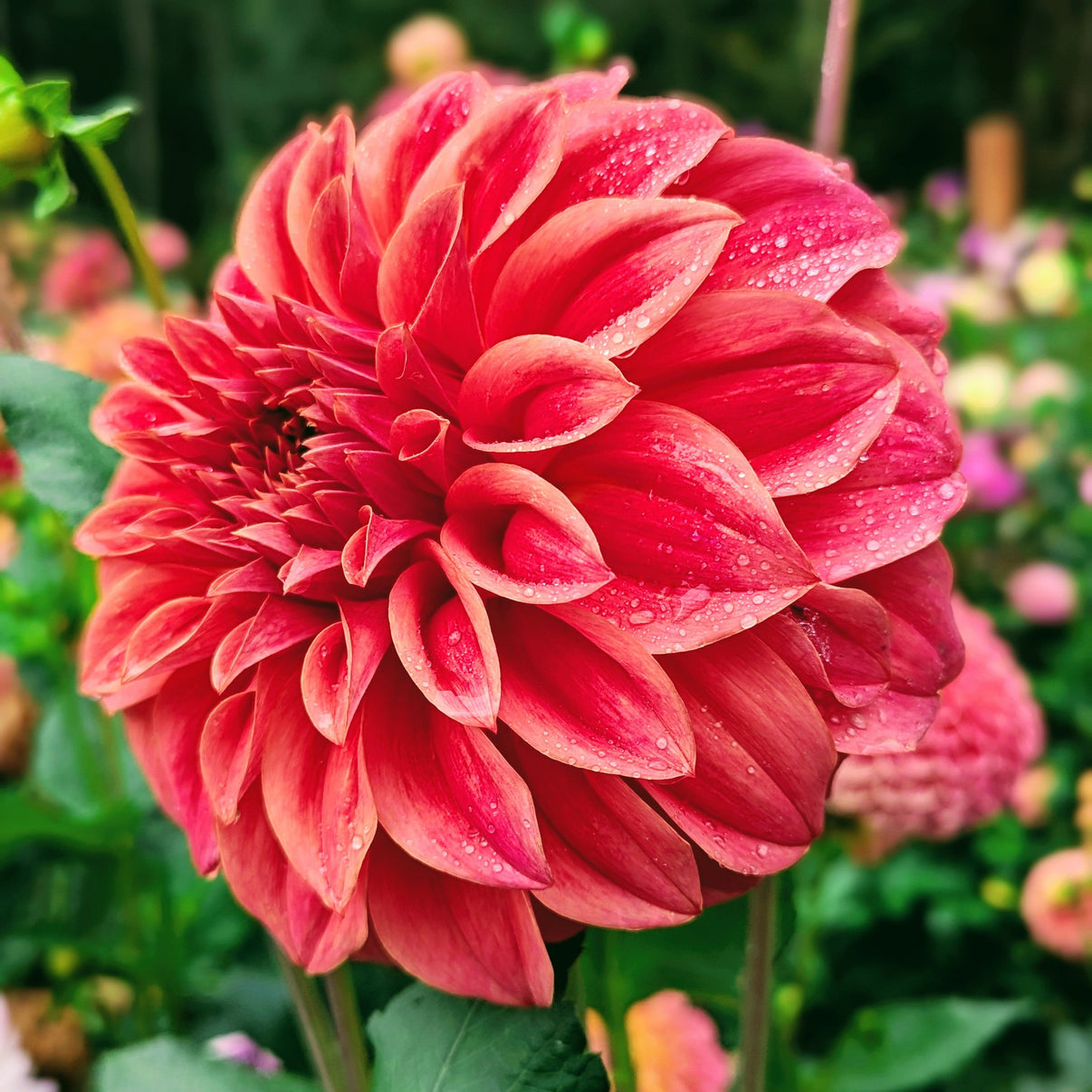 Sylvia Craig Hunter – Good Life Dahlias