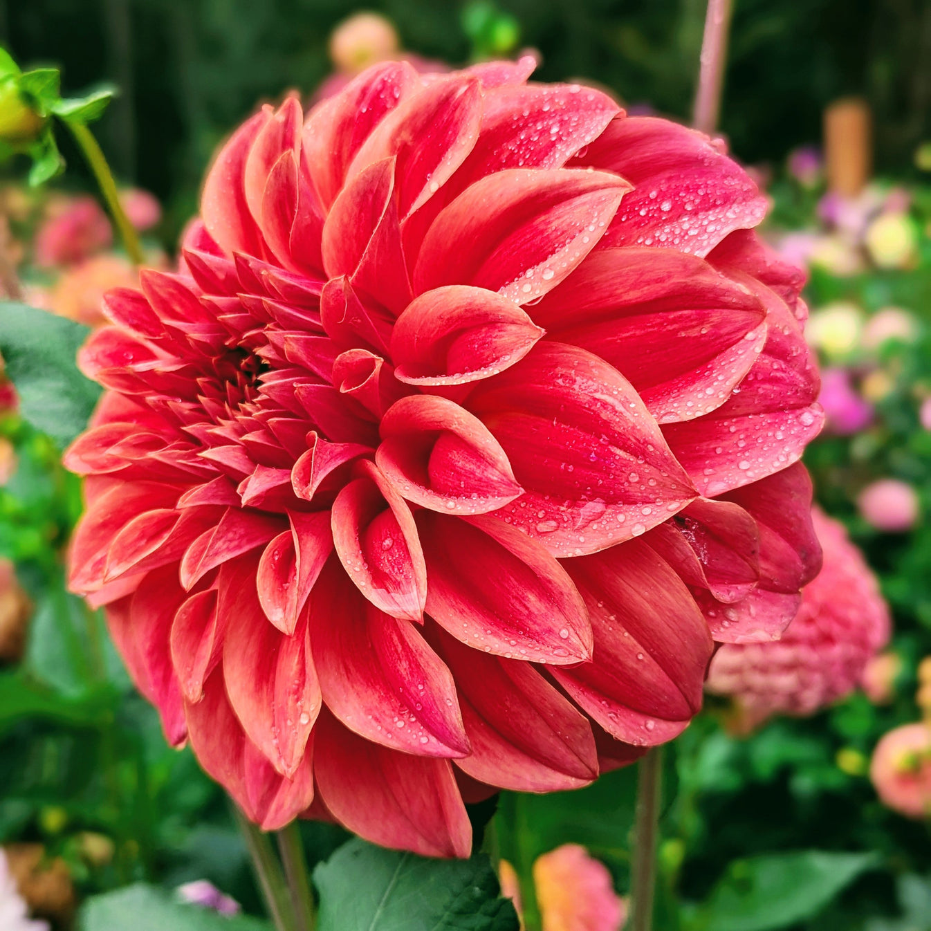 Sylvia Craig Hunter – Good Life Dahlias