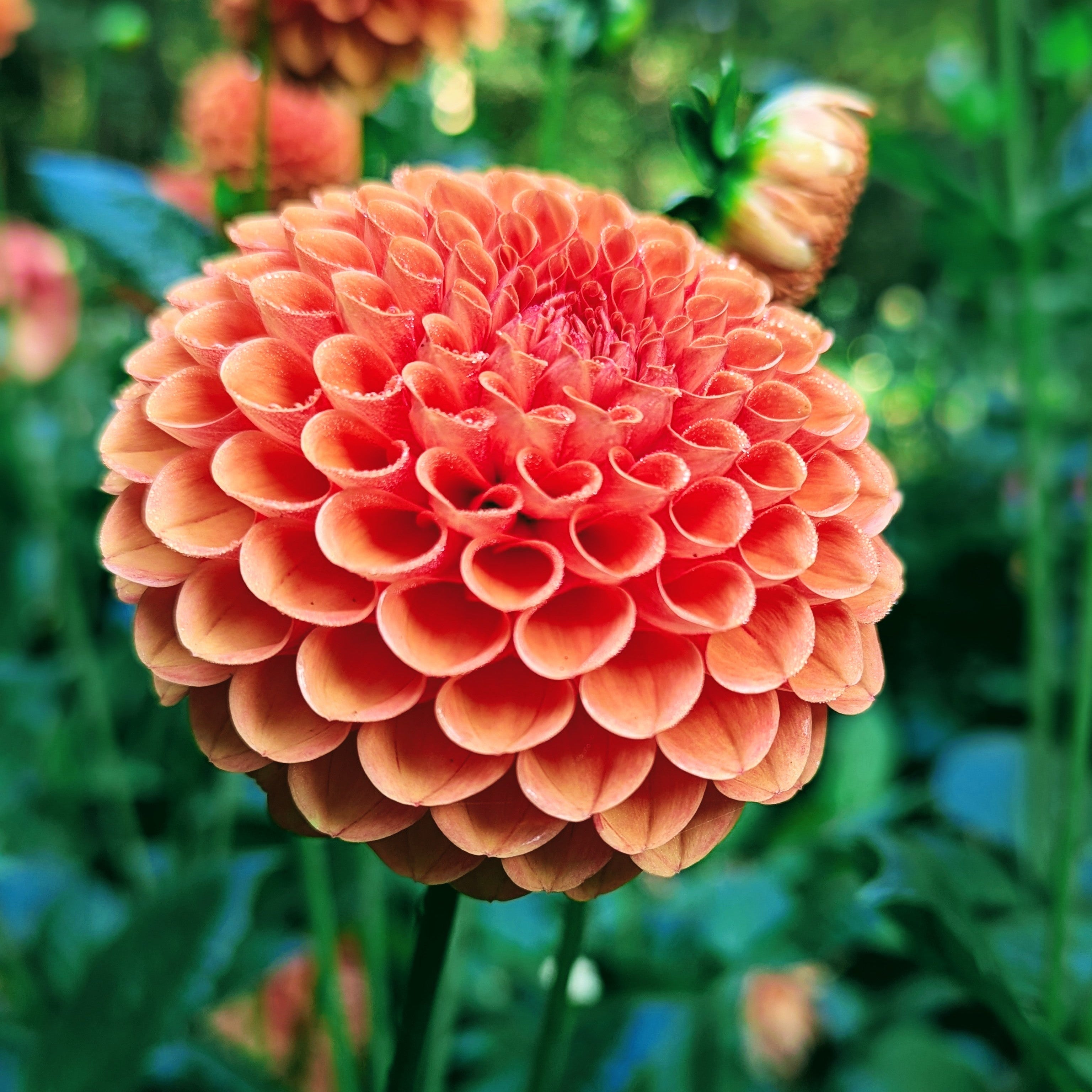 Valley Rust Bucket – Good Life Dahlias